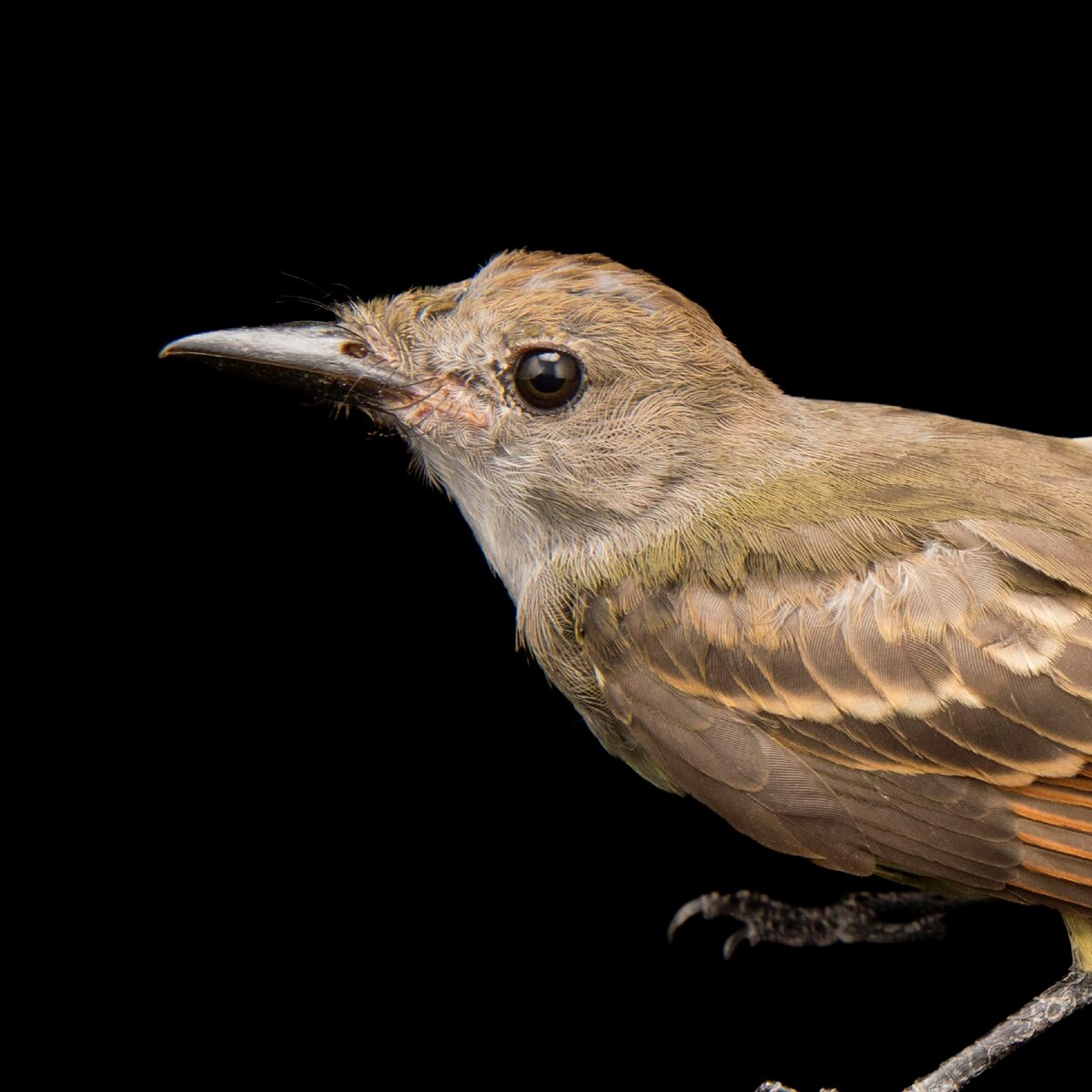 Great Crested Flycatcher | National Geographic