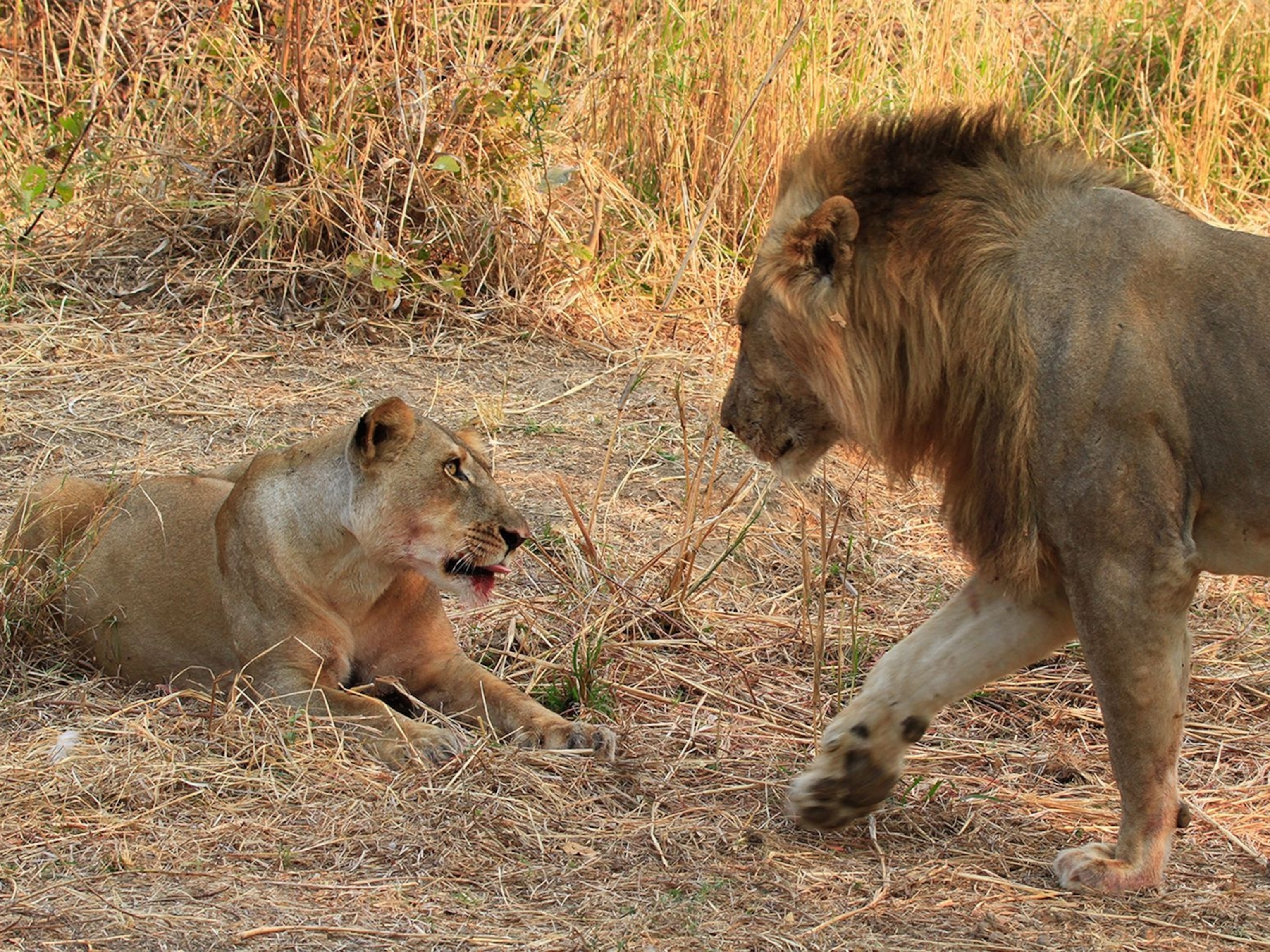 Is Captive Lion Hunting Really Helping to Save the Species?