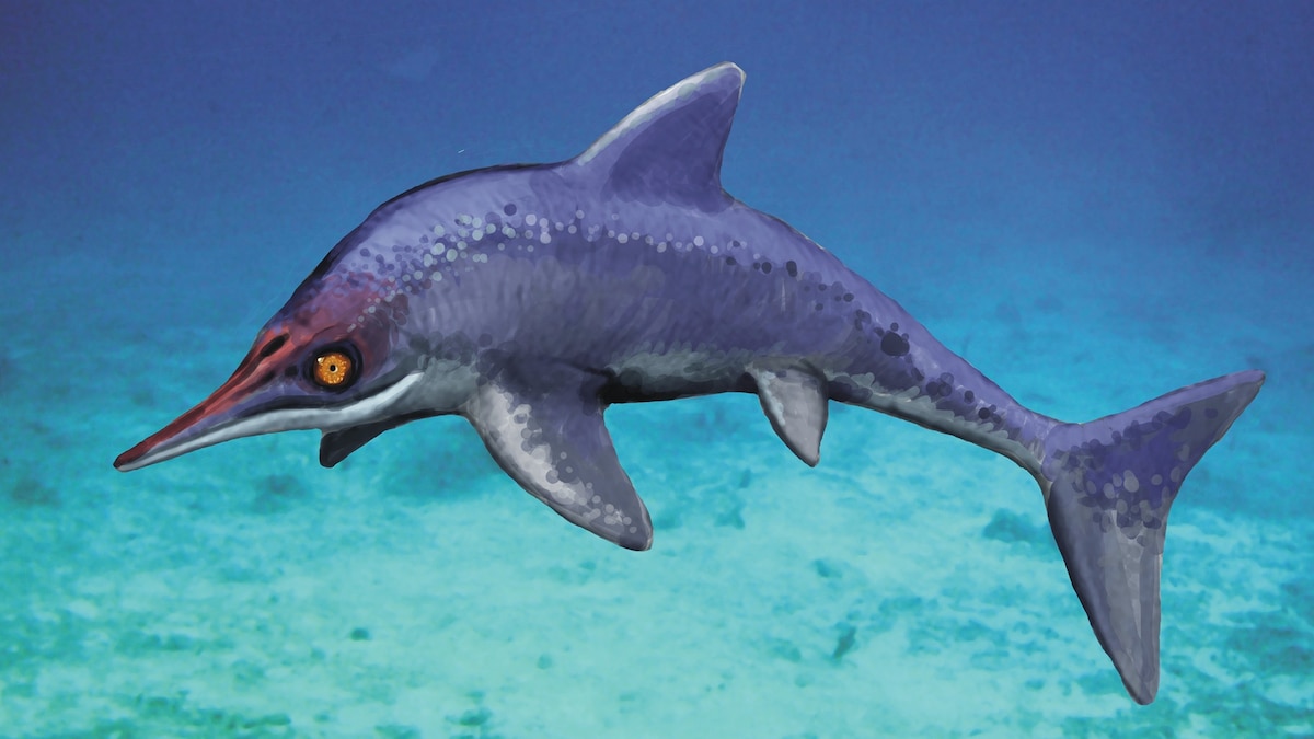 New Sea Monster Found, Rewrites Evolution? | National Geographic