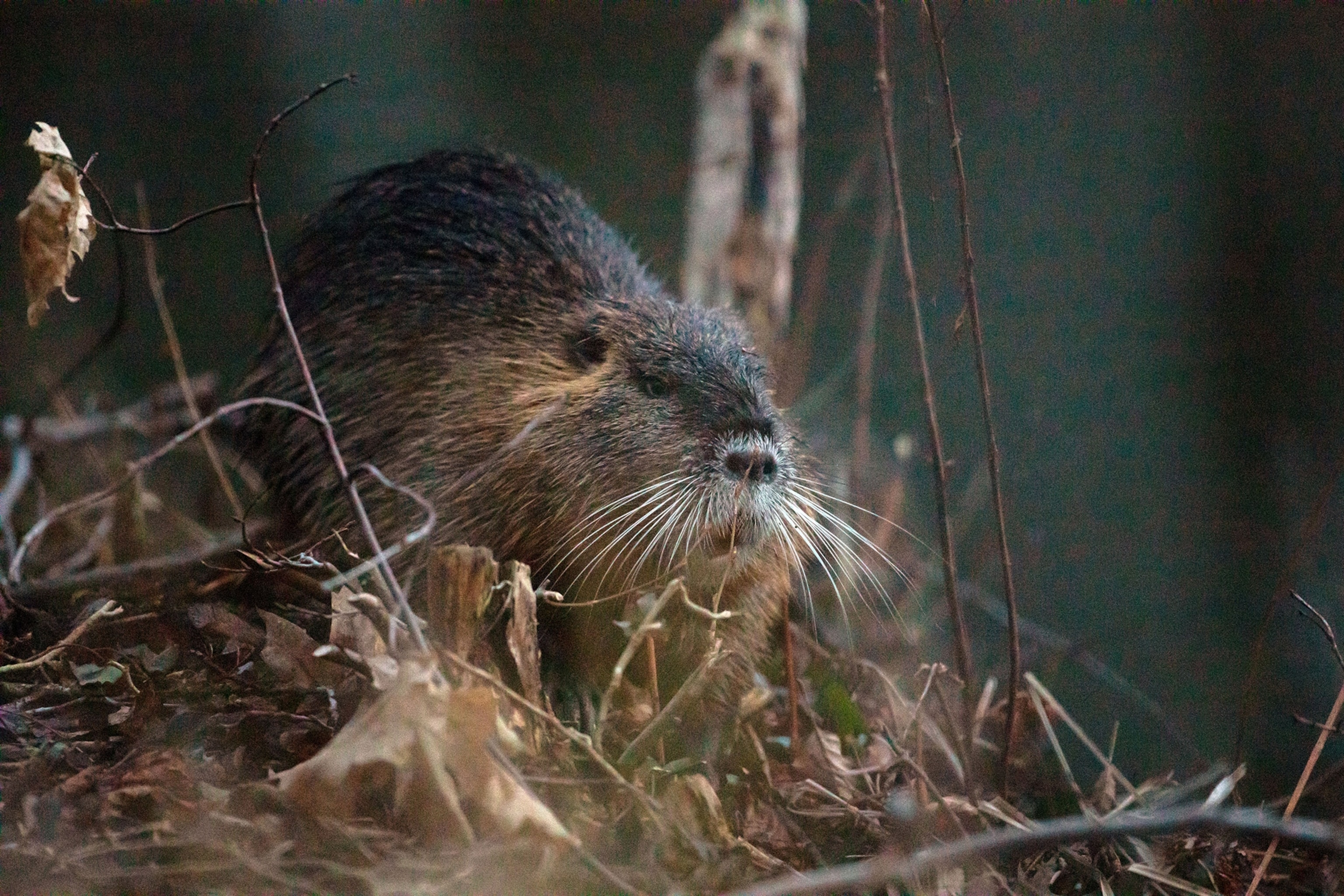 Meet the southern chefs transforming invasive species into delicacies
