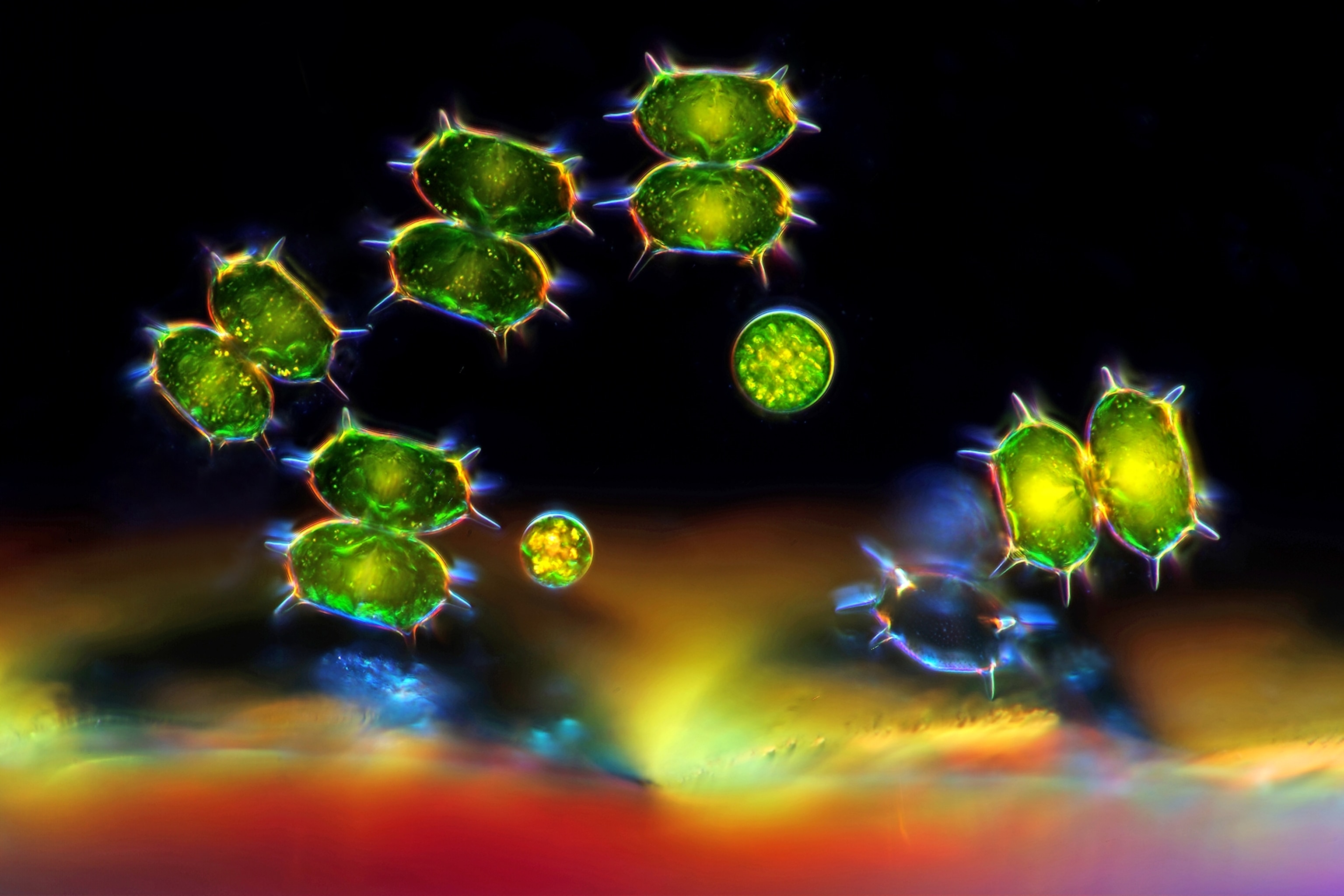 See the Plant Kingdom's Hidden Microscopic Wonders