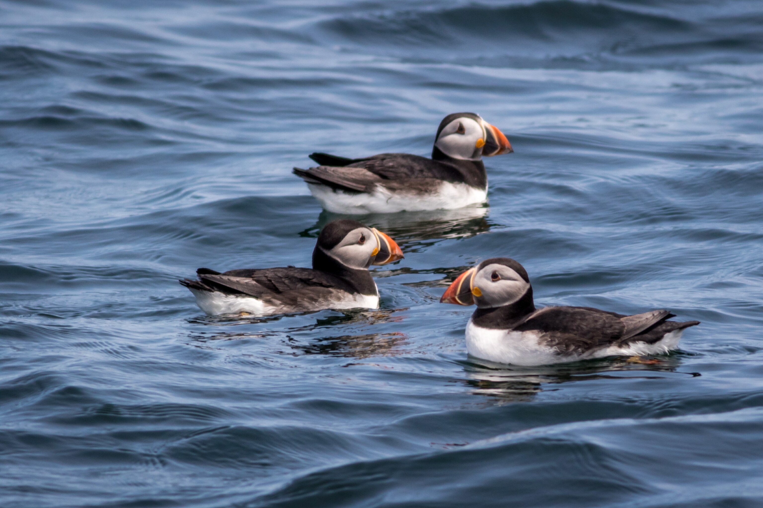 Could a birding boom in the U.S. help conservation take flight?