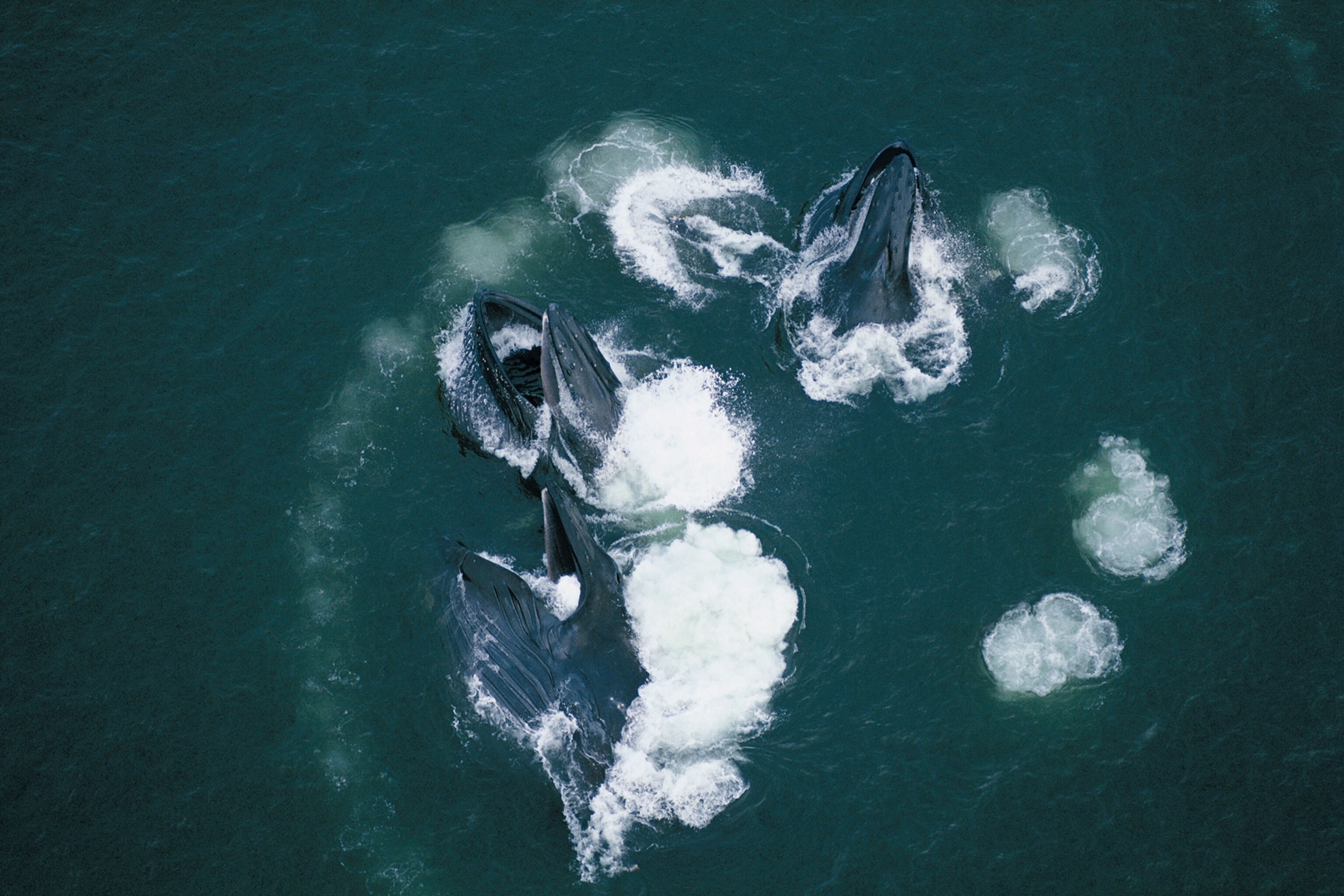 The Plan to Save the Humpback Whales—and How It Succeeded