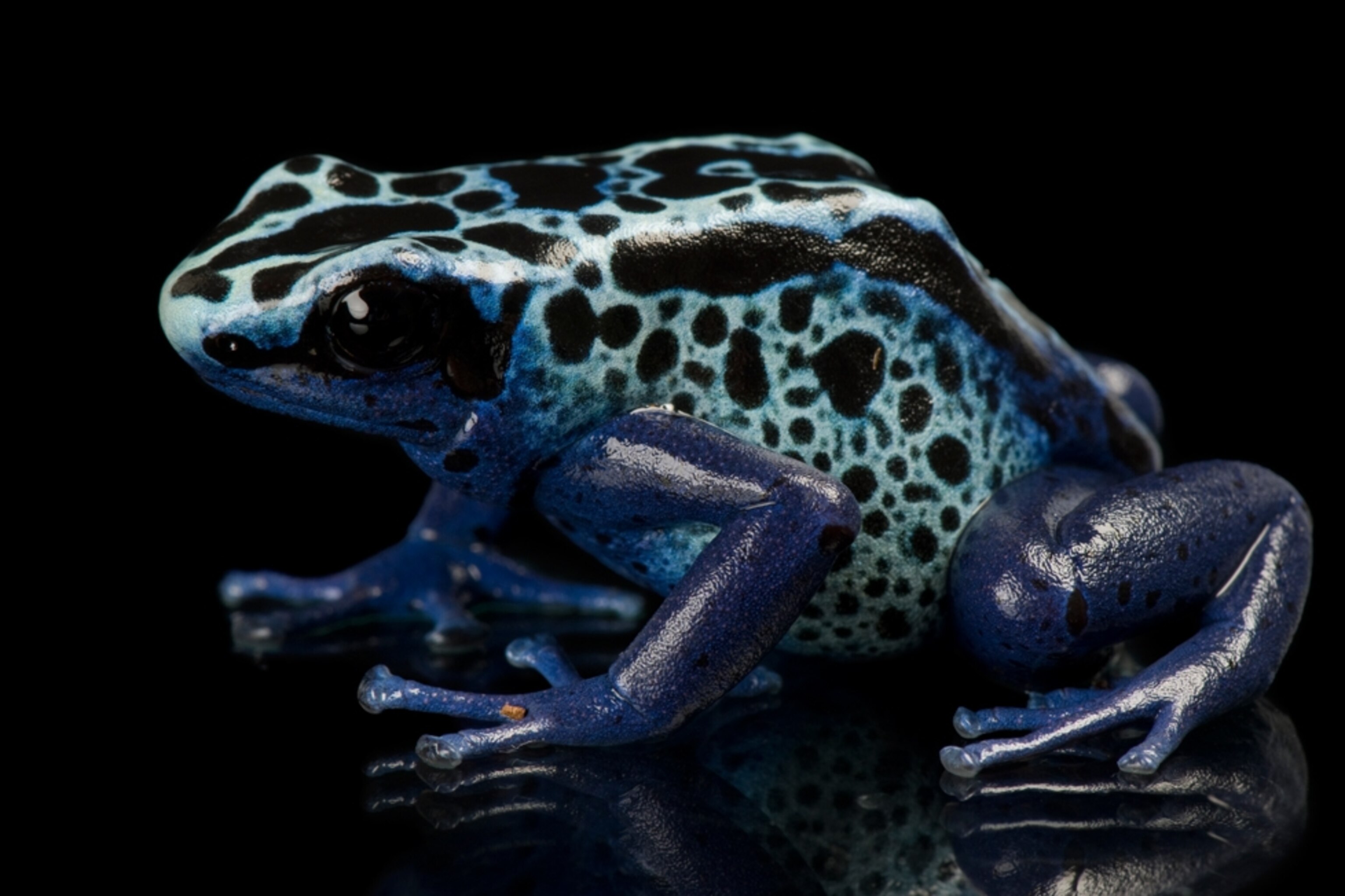 Pictures: Endangered Species “Preserved” by the Photo Ark
