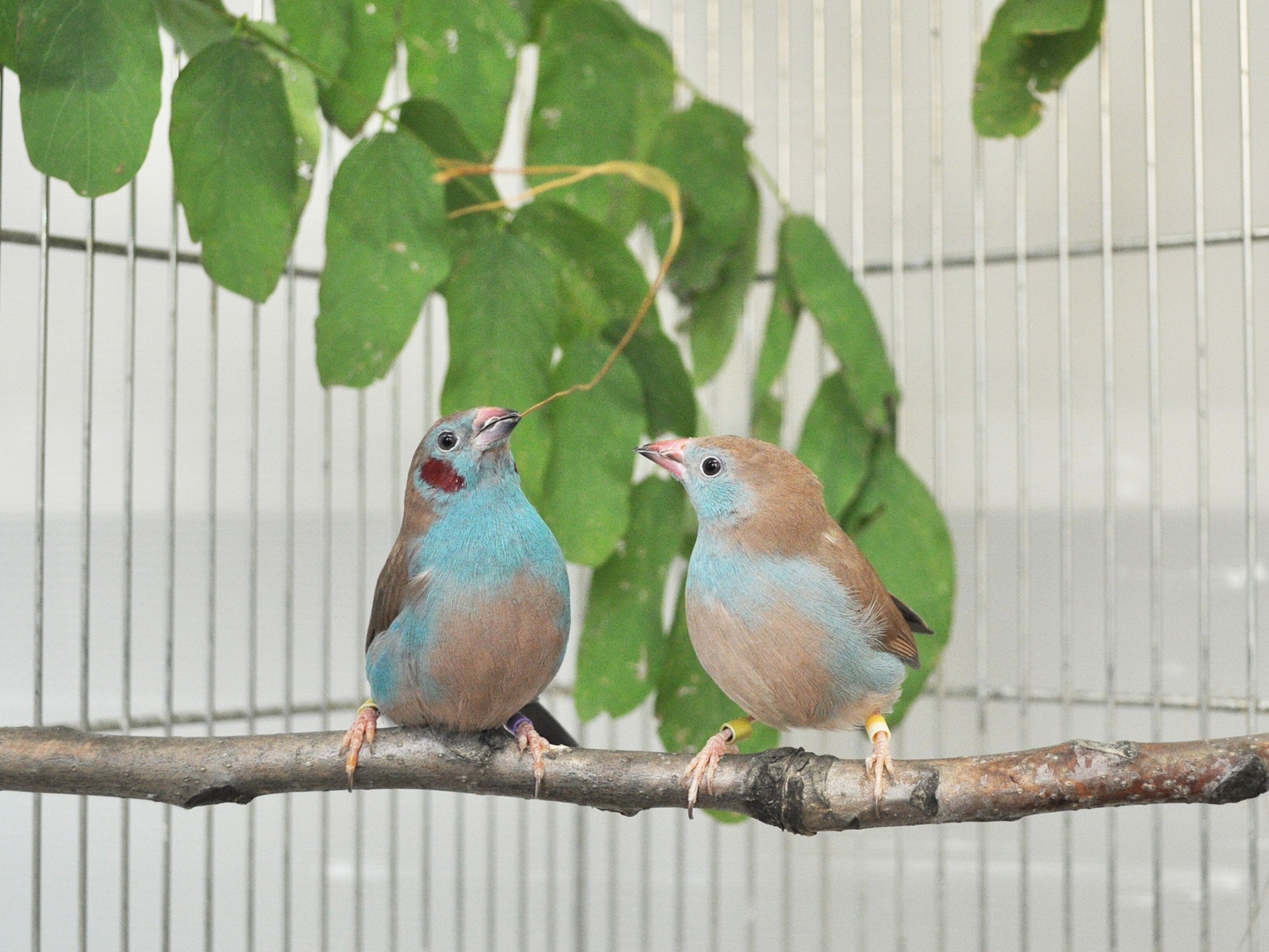 Tap-Dancing Birds Revealed For First Time in New Video