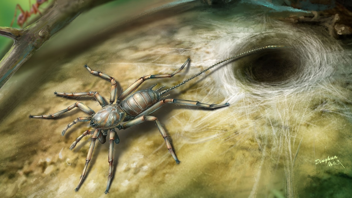 Researchers on Why This Ancient Amber-Encased Spider Had a Tail ...