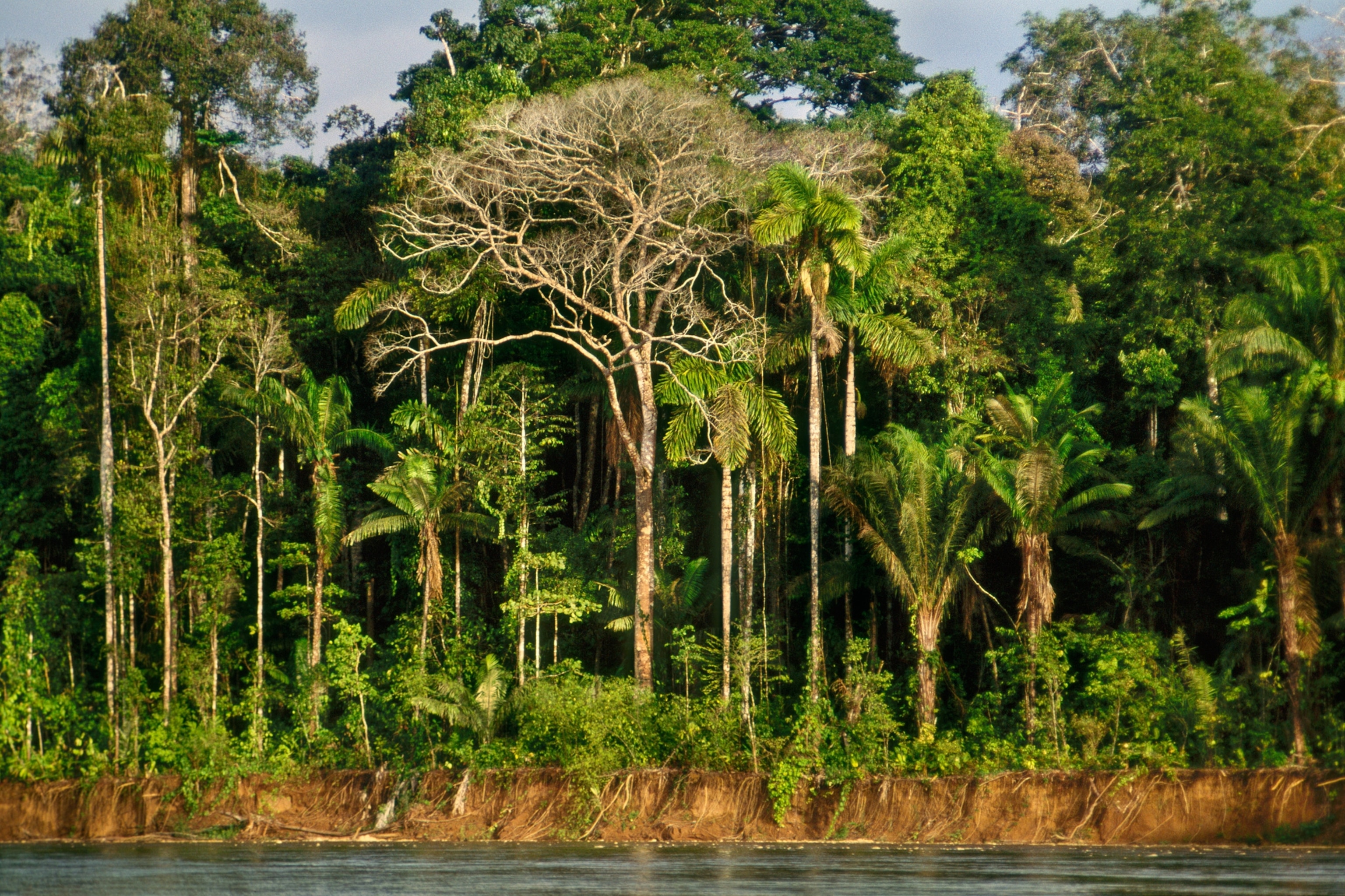 Where Peccaries Wallow, Other Animals Follow