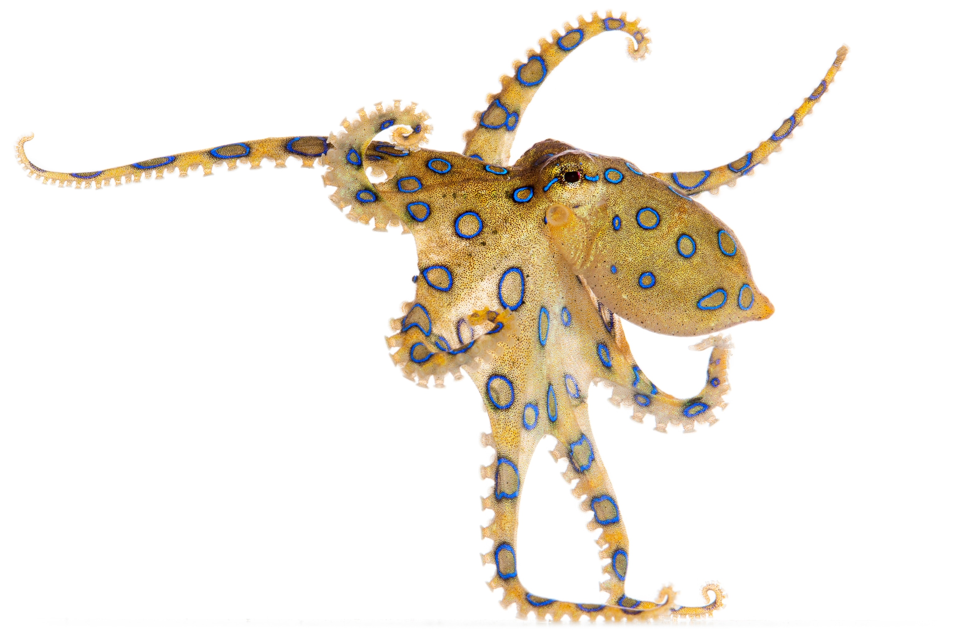 Alex Schnell demystifies what humans know about octopuses