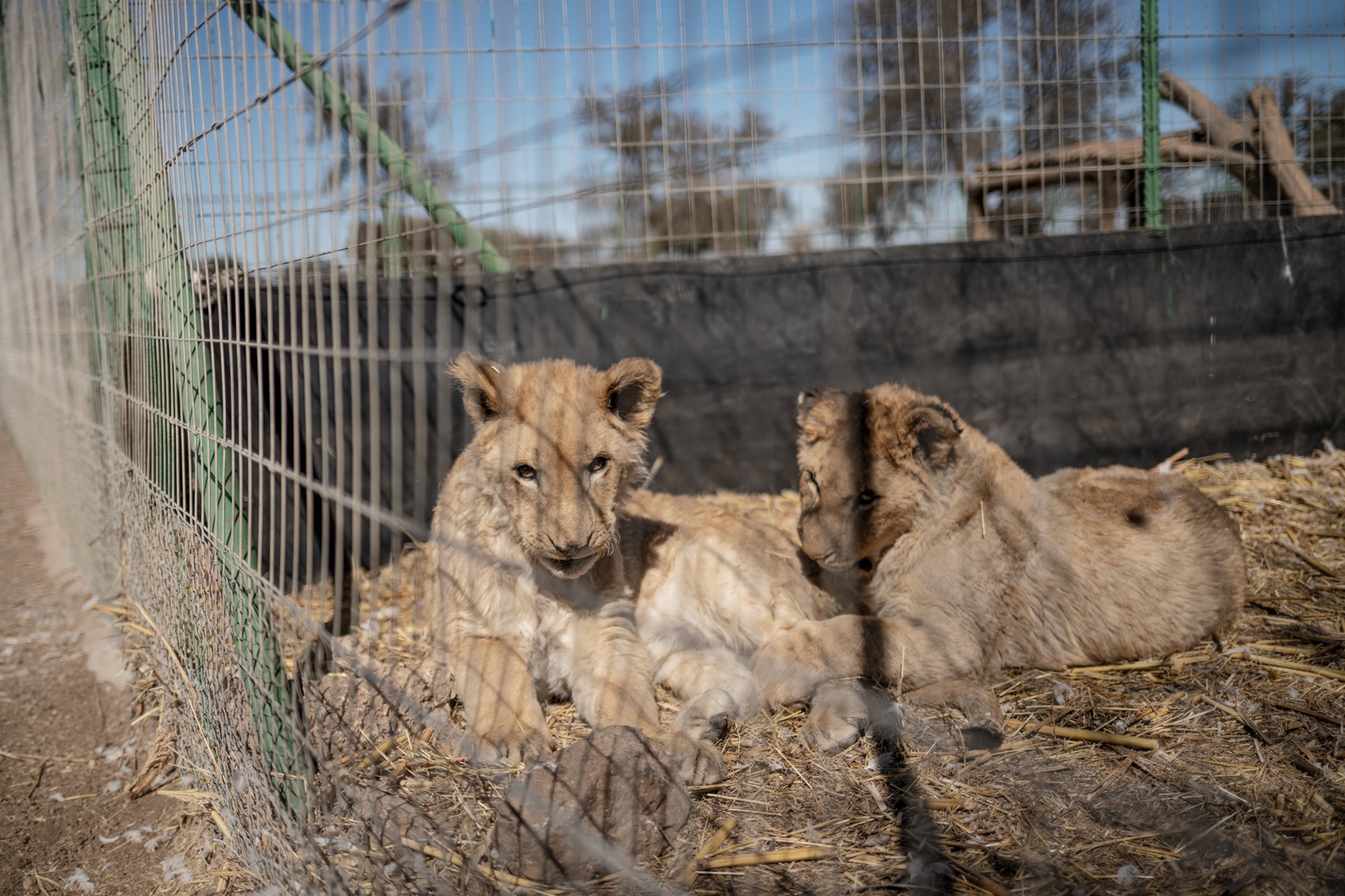 Exclusive: Inside a controversial South African lion farm