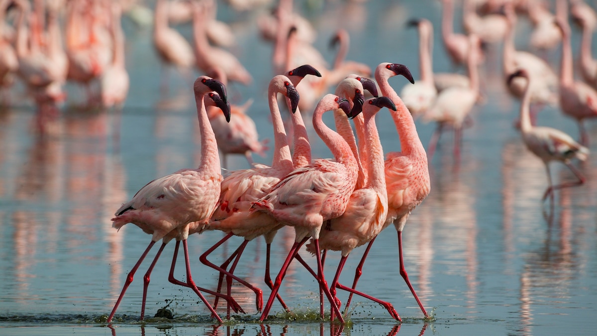 Pinker flamingos are more aggressive, intriguing study finds | National ...