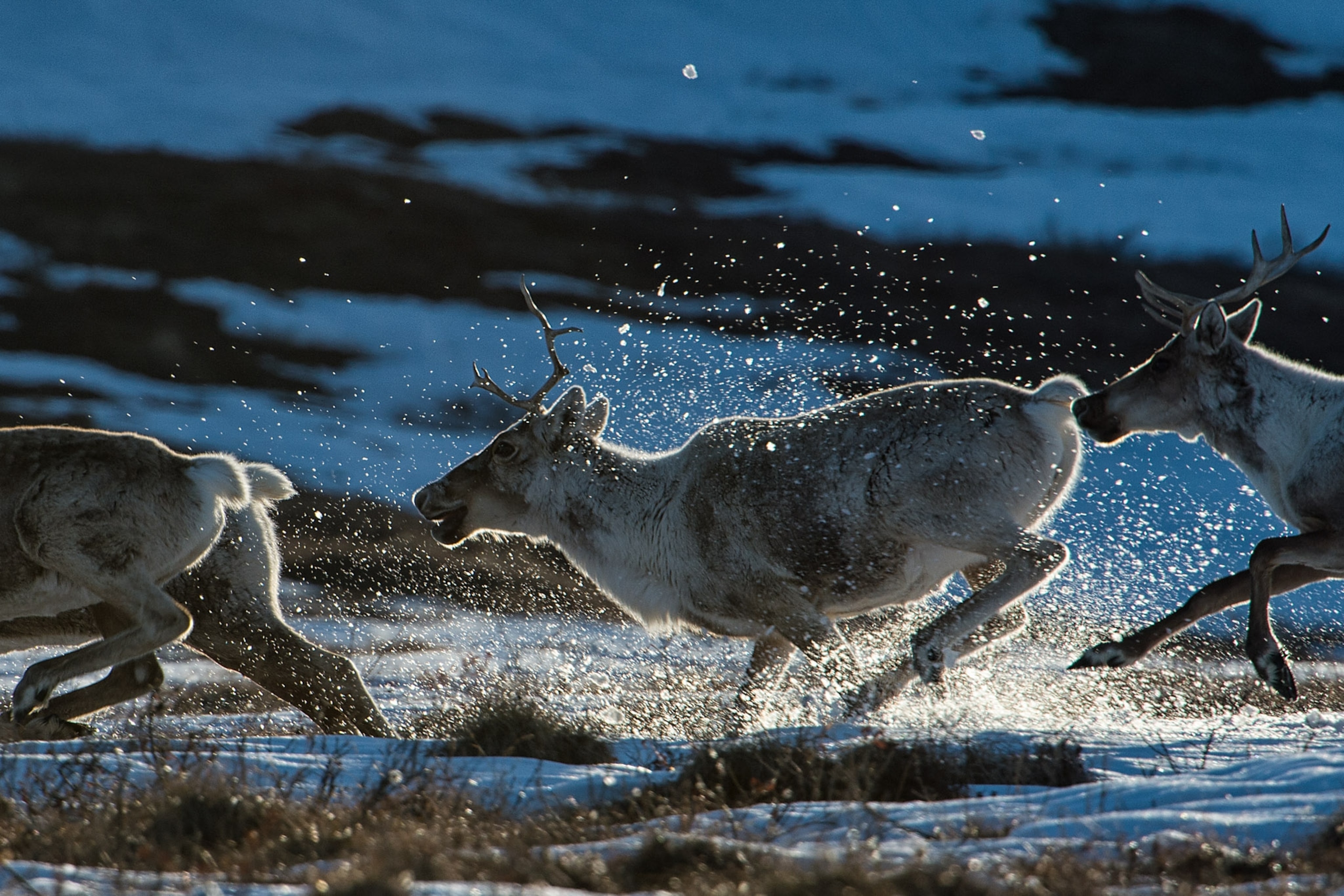 10 best animal watching adventures
