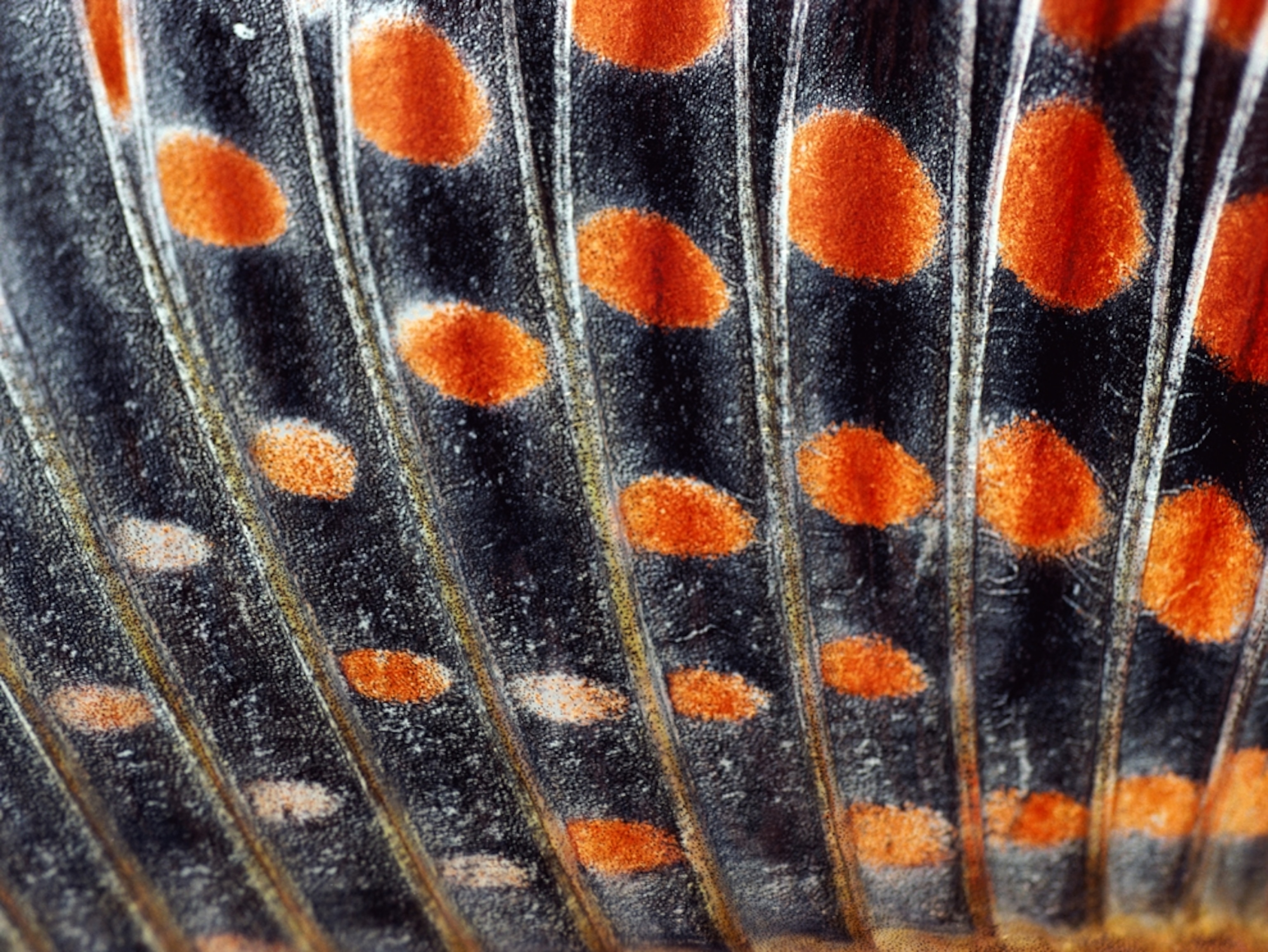 Scales and Feathers Photos, Scales and Feathers Wallpapers, Download ...