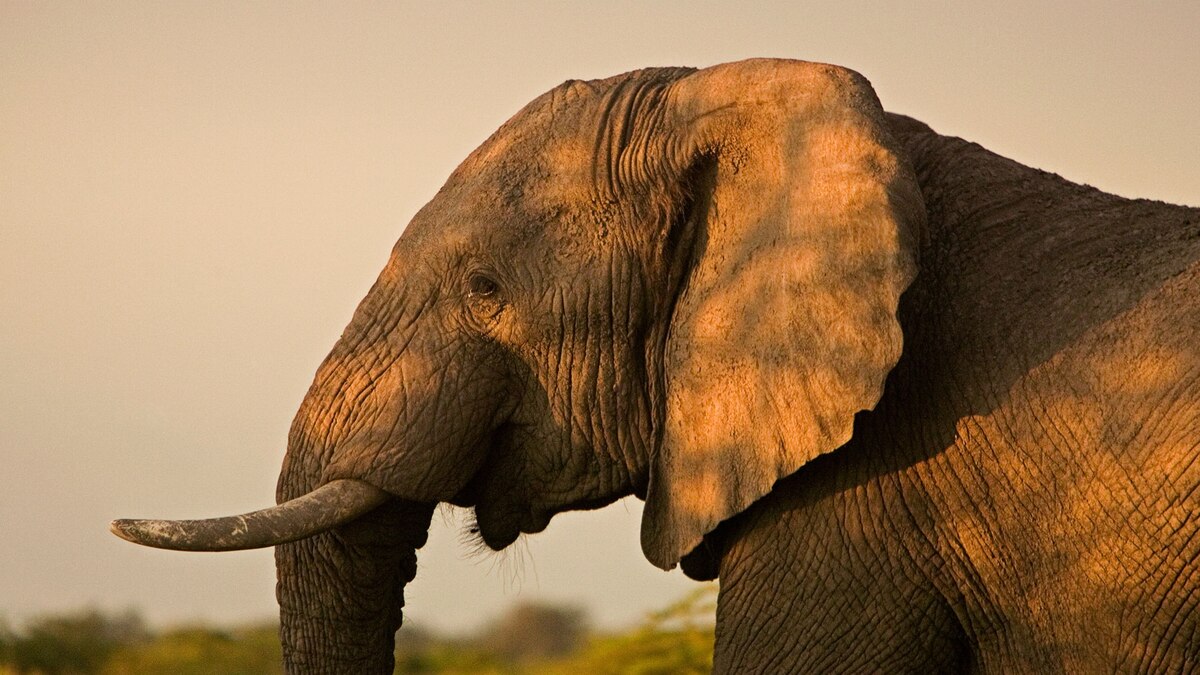 In Fighting Illegal Ivory, EU Lags Behind | National Geographic