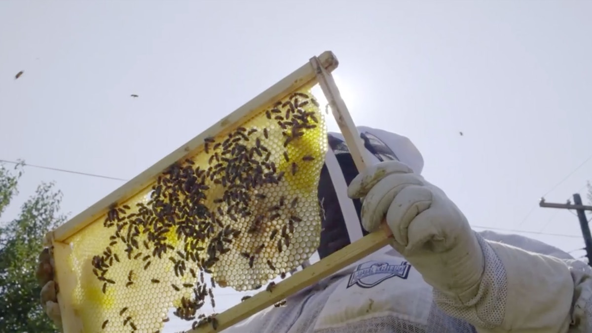 Detroit’s urban beekeepers are transforming the city’s vacant lots ...
