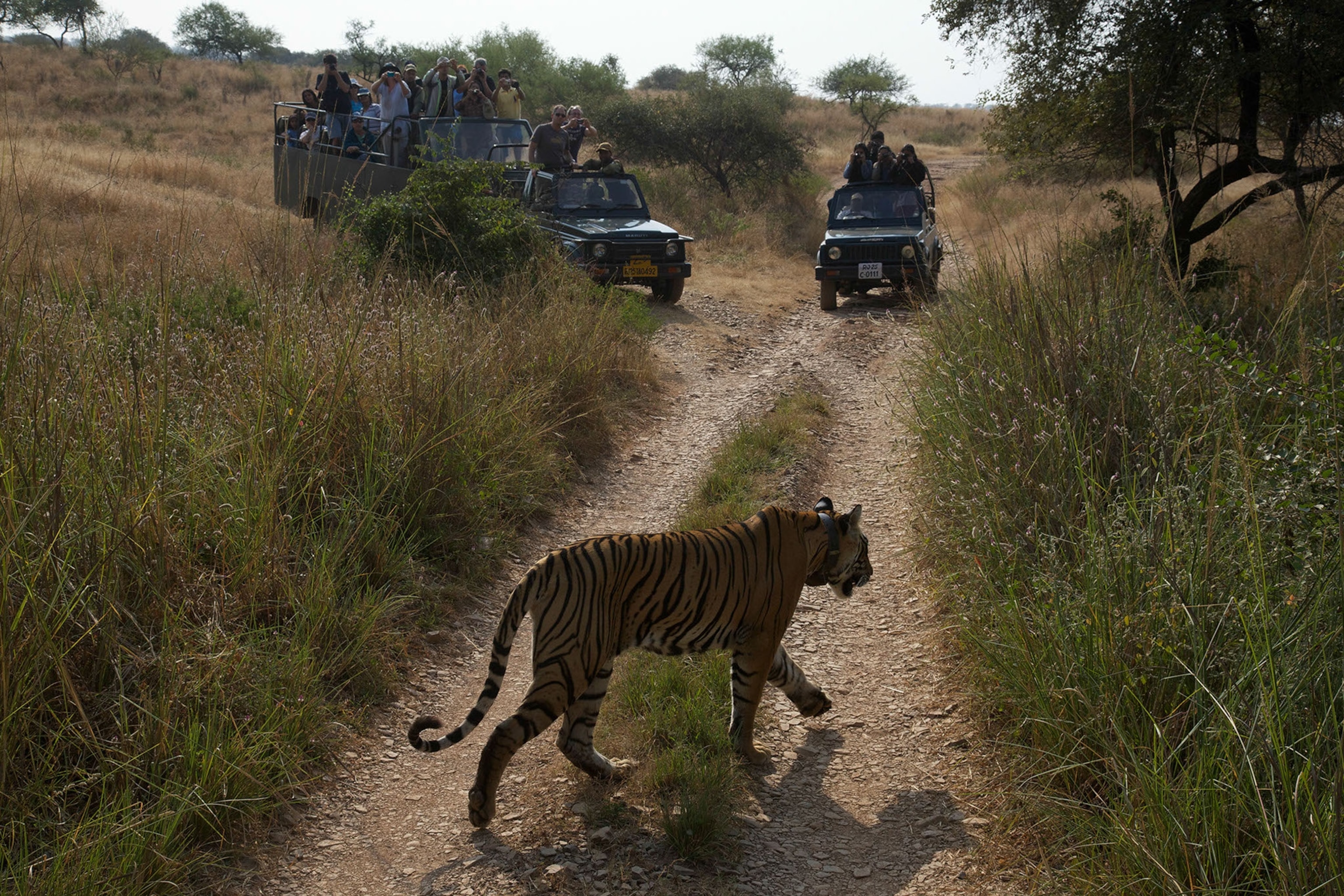 Tiger Numbers Rise for First Time in a Century