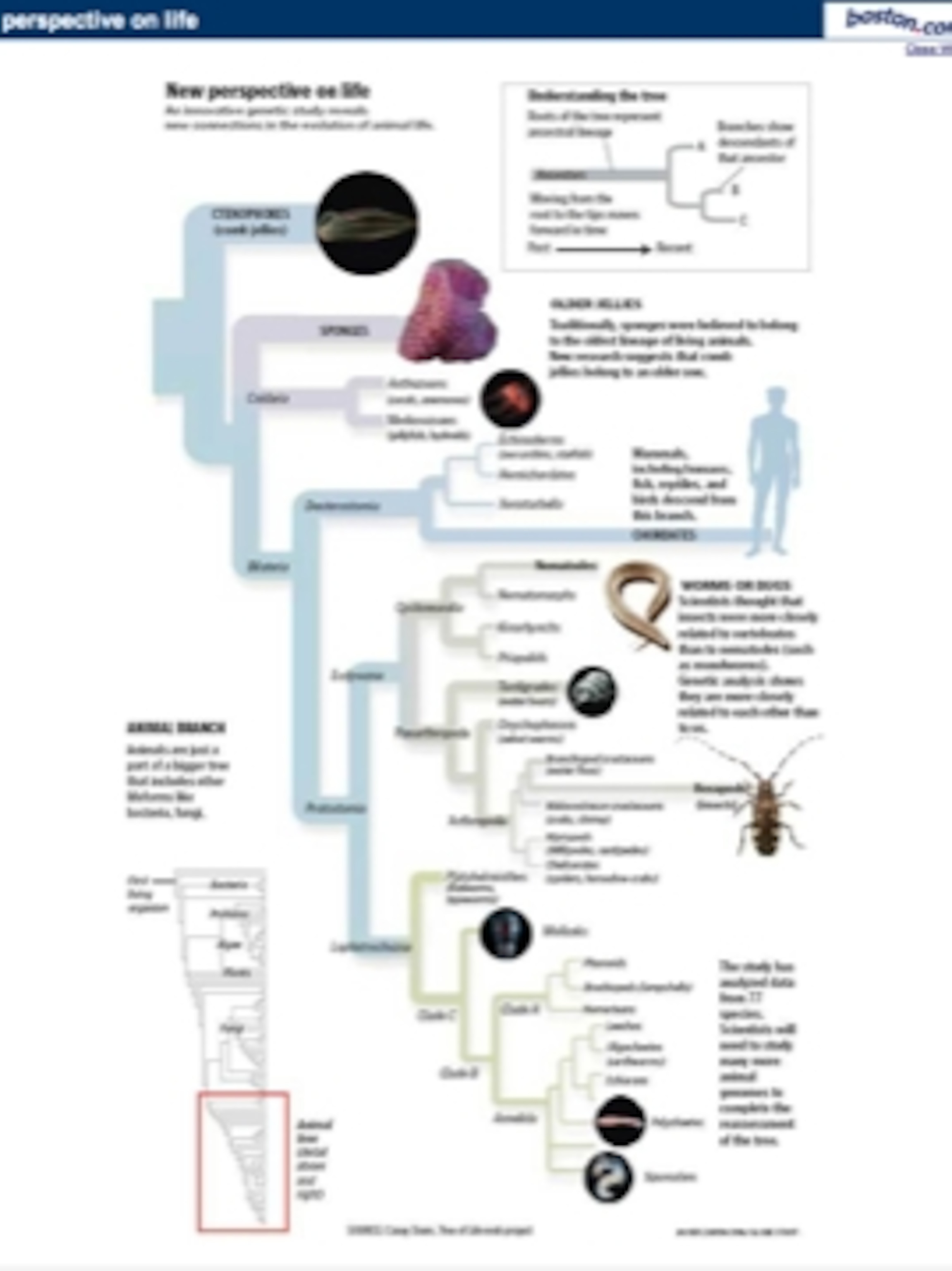 Weird Animals, And Why They Matter