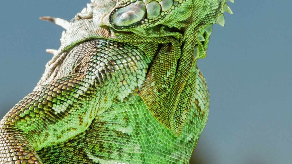 Florida's fugitive species | National Geographic