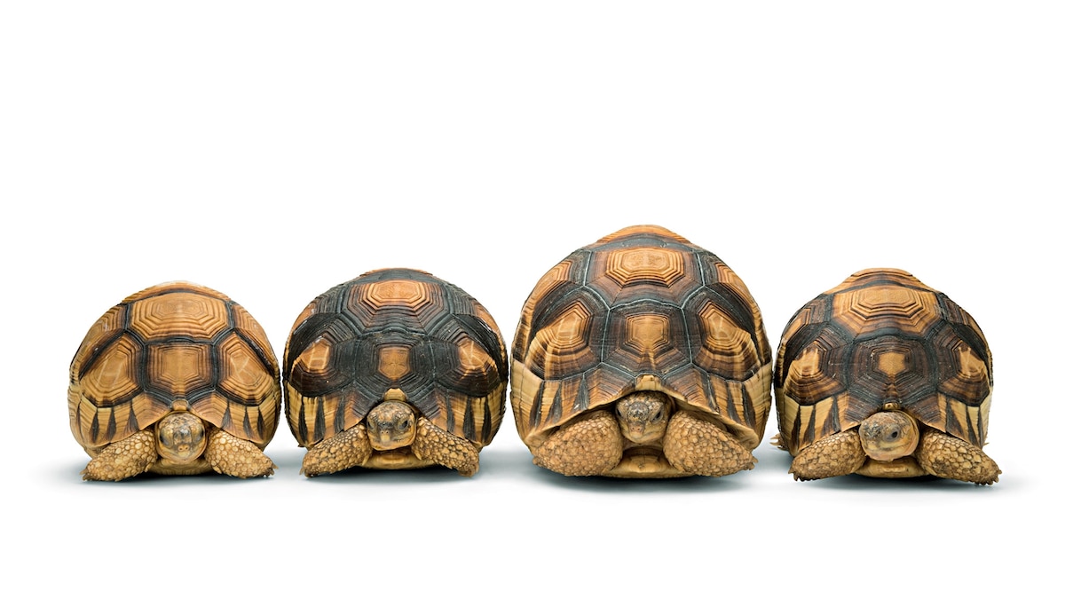Poaching May Drive These 7 Species to Extinction | National Geographic