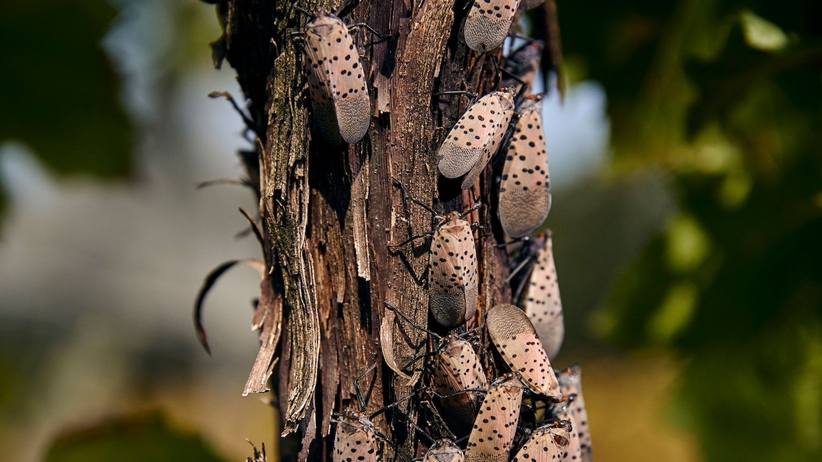 Should you still squash spotted lanternflies? Here’s what to know ...