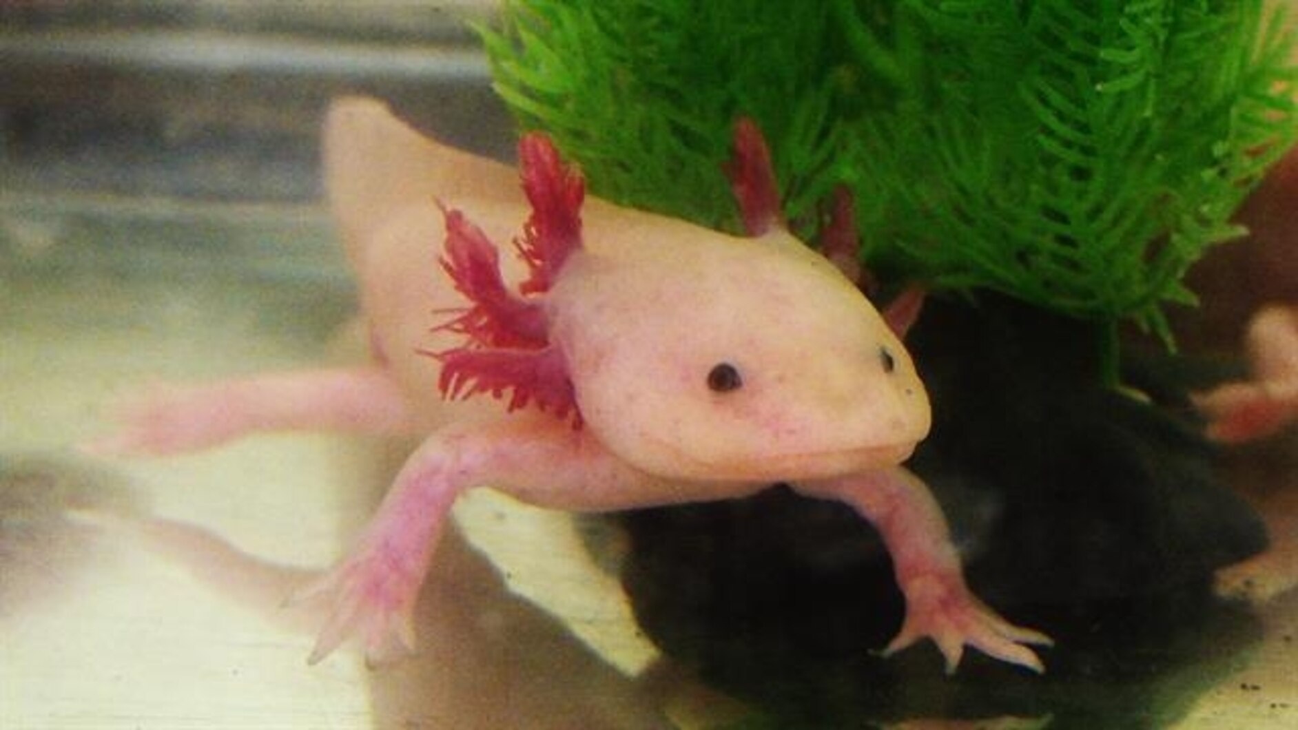 Saving The Axolotl Mexicos Walking Fish Requires