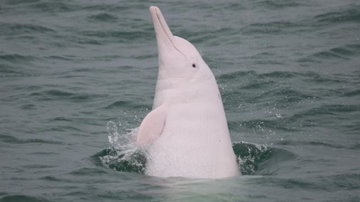 Watch Rare Pink Dolphins Hang On in Urban Harbor | National Geographic
