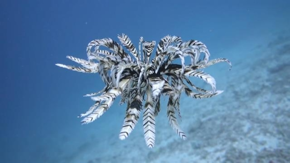 Mesmerizing Video Shows Swimming Feather Star | National Geographic