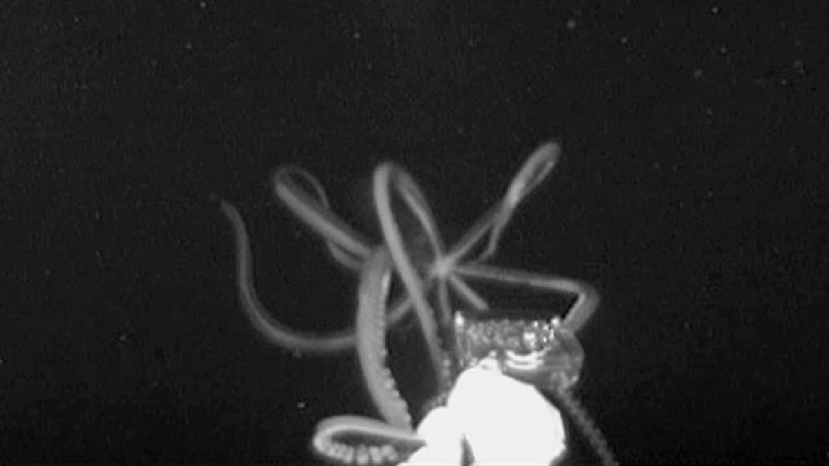 How scientists filmed a giant squid in U.S. waters for the first time