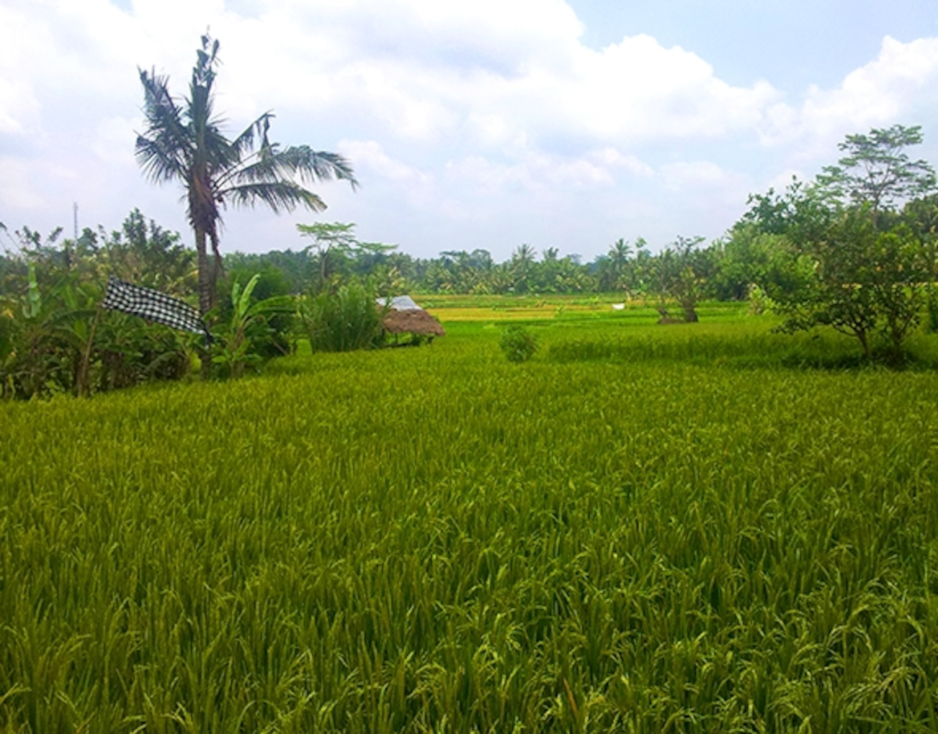 Road Lessons: Around the Bend in Bali | National Geographic
