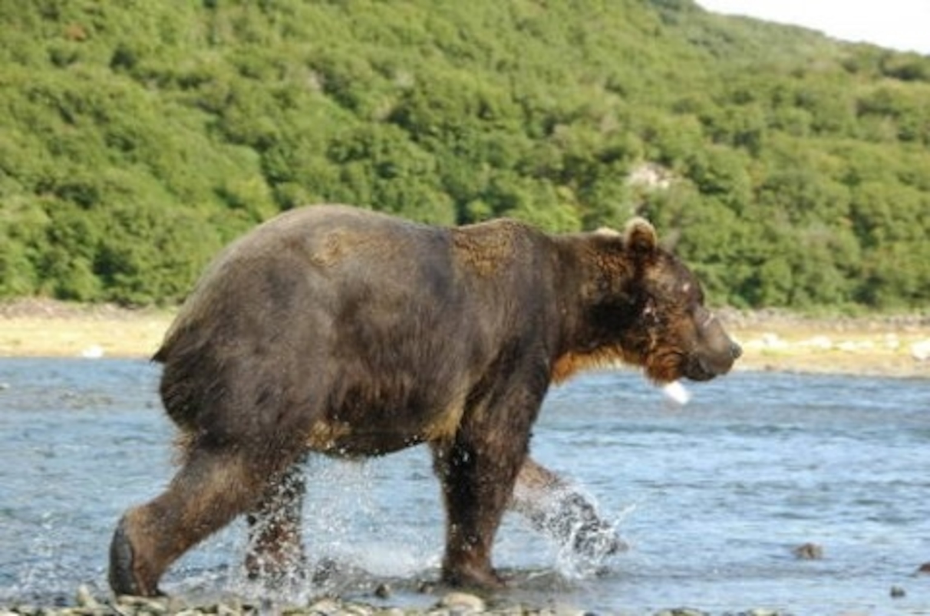 Face-to-Face with Scarface | National Geographic