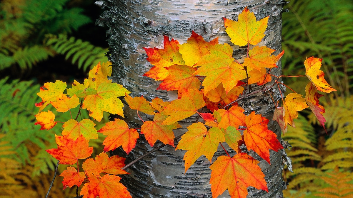 Fall Leaves: "Ideal Conditions" Seen for Foliage in U.S. | National ...