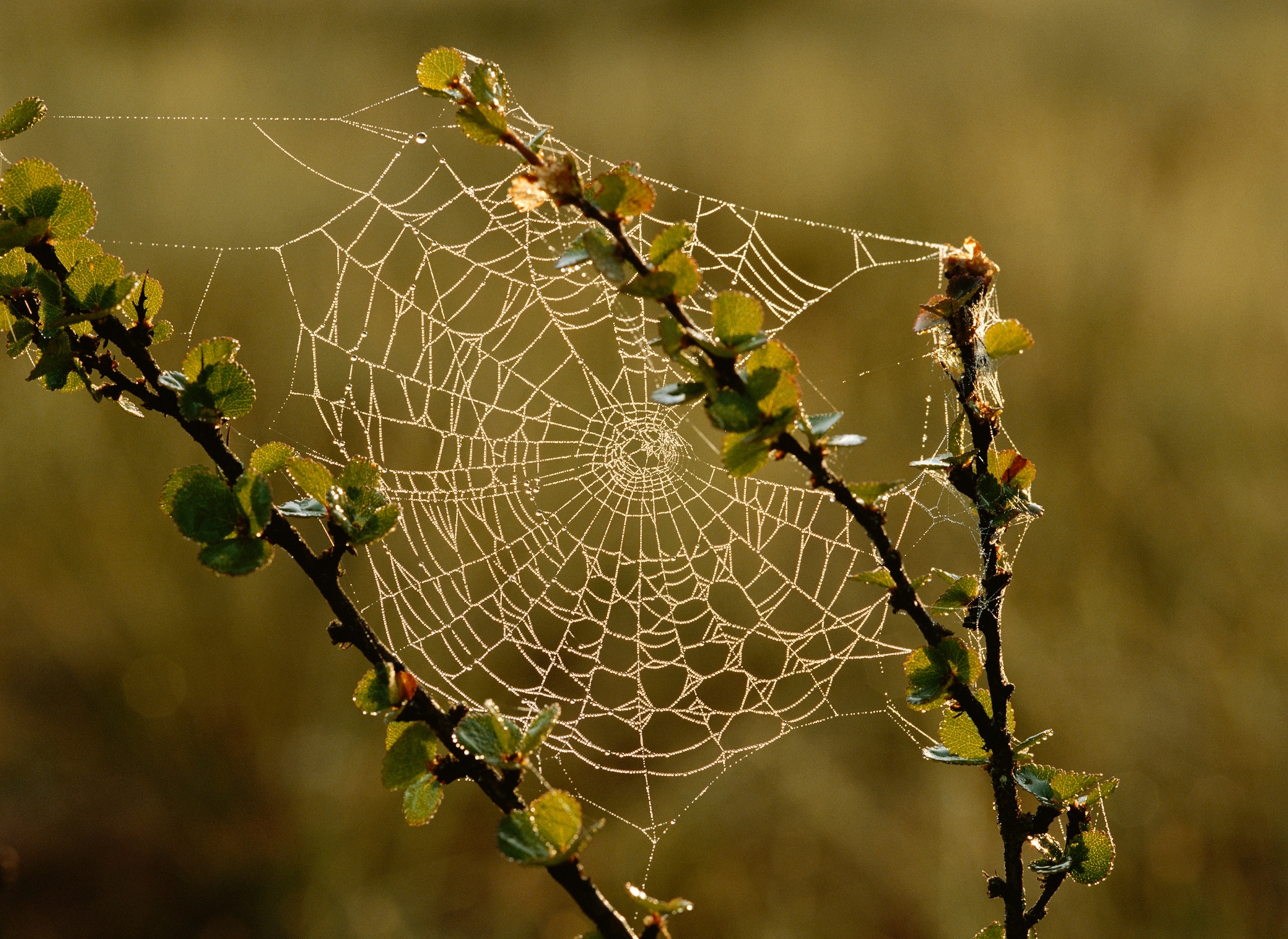 ‘Tis the Season to Be Blooming: 16 Photos Celebrating Spring | National ...