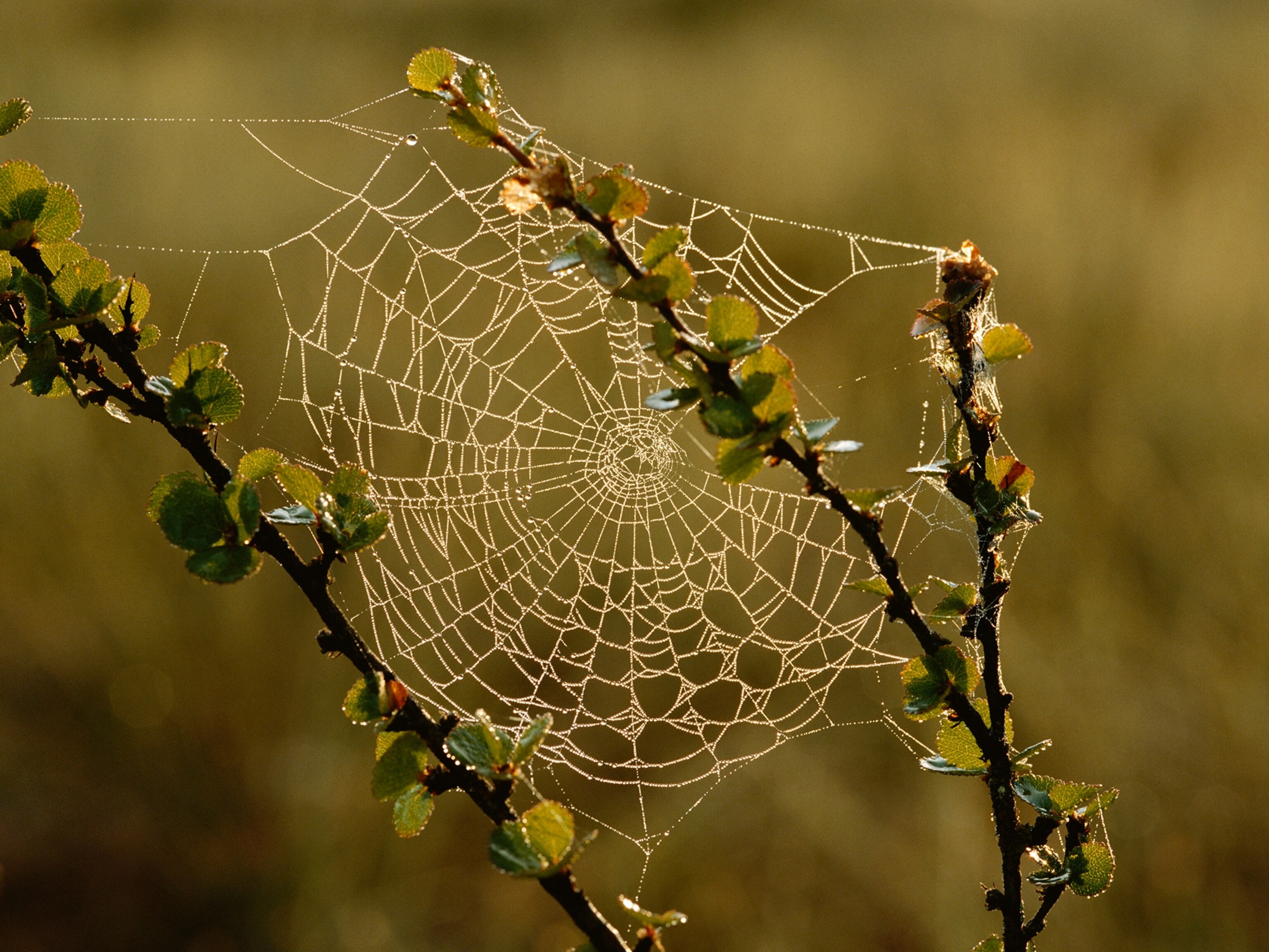 ‘Tis the Season to Be Blooming: 16 Photos Celebrating Spring