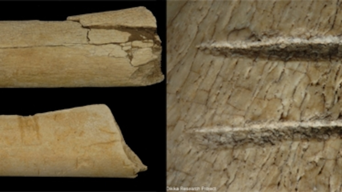 Human ancestors carved meat with stone tools almost a million years ...