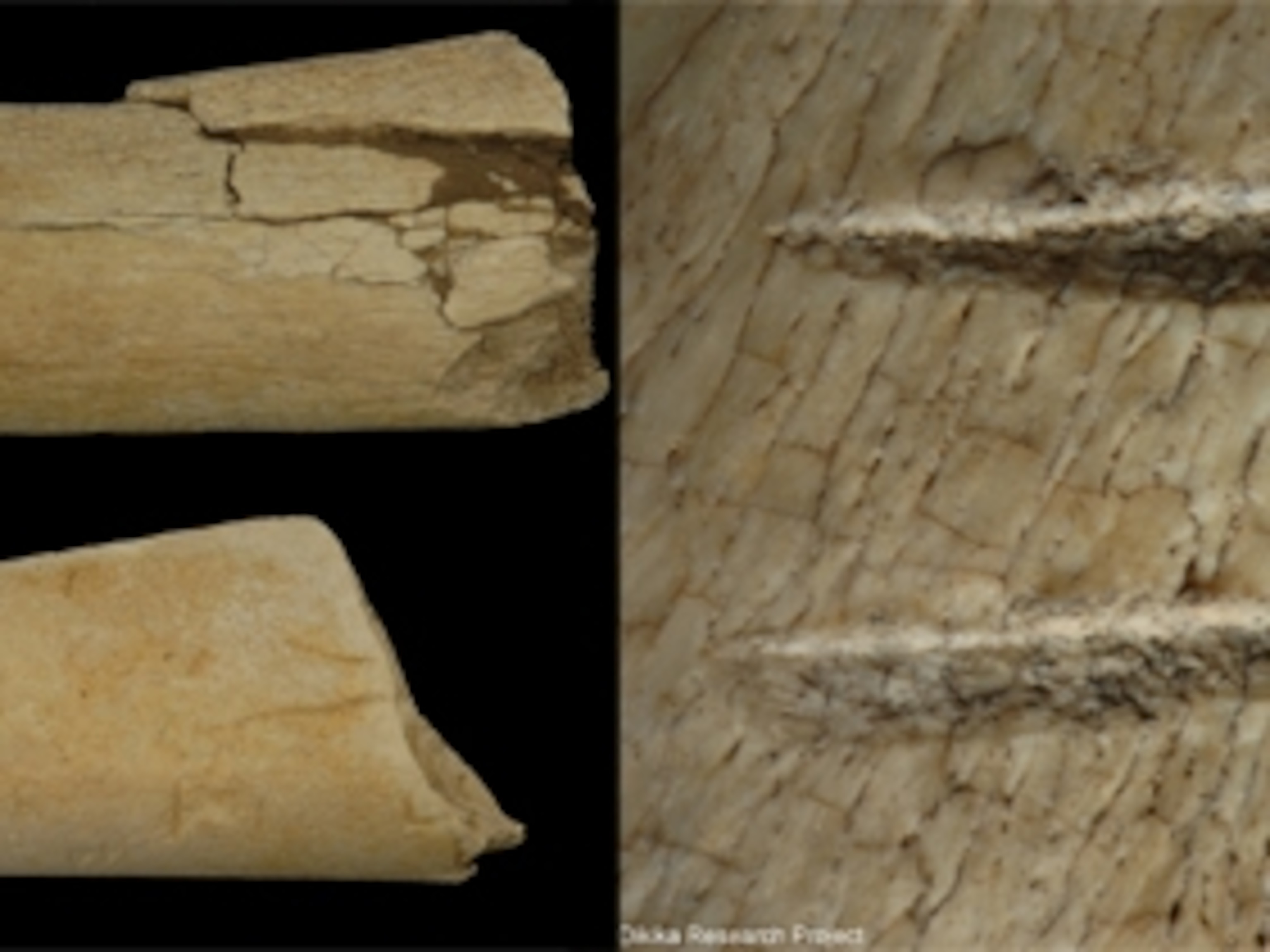 Australopithecus Tools