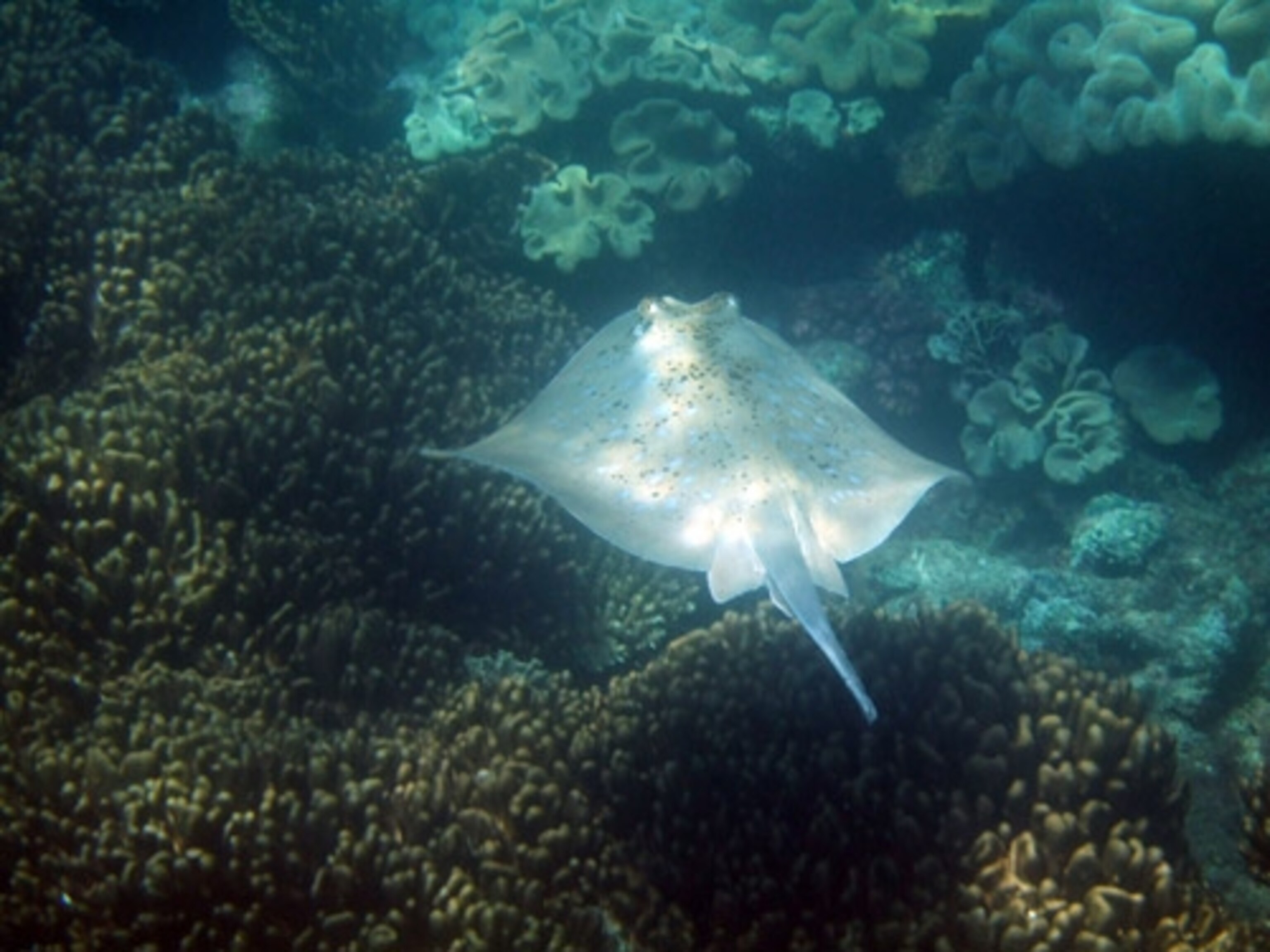 Australiana #5 – Stingrays