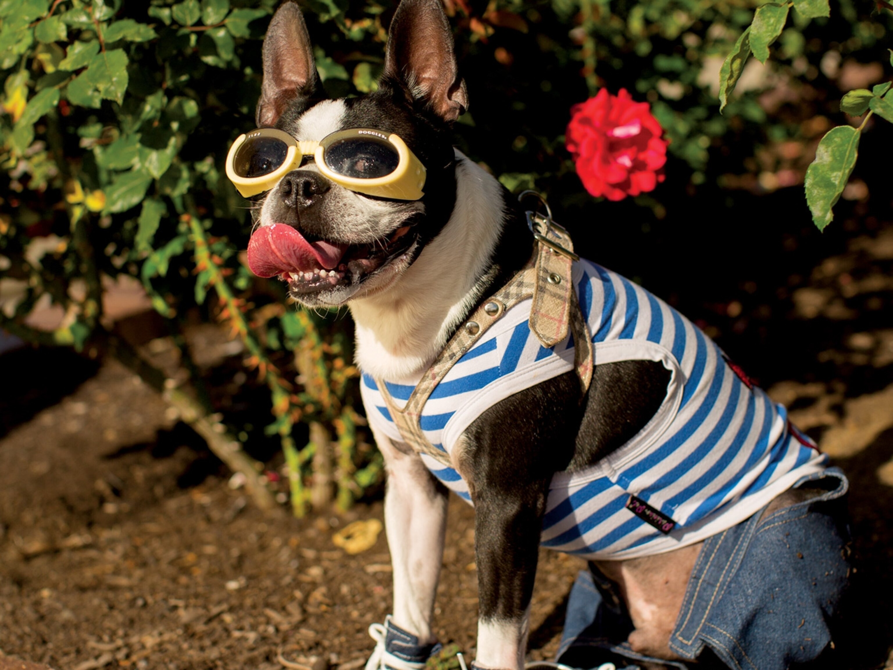 Can You Walk Your Dog In Balboa Park