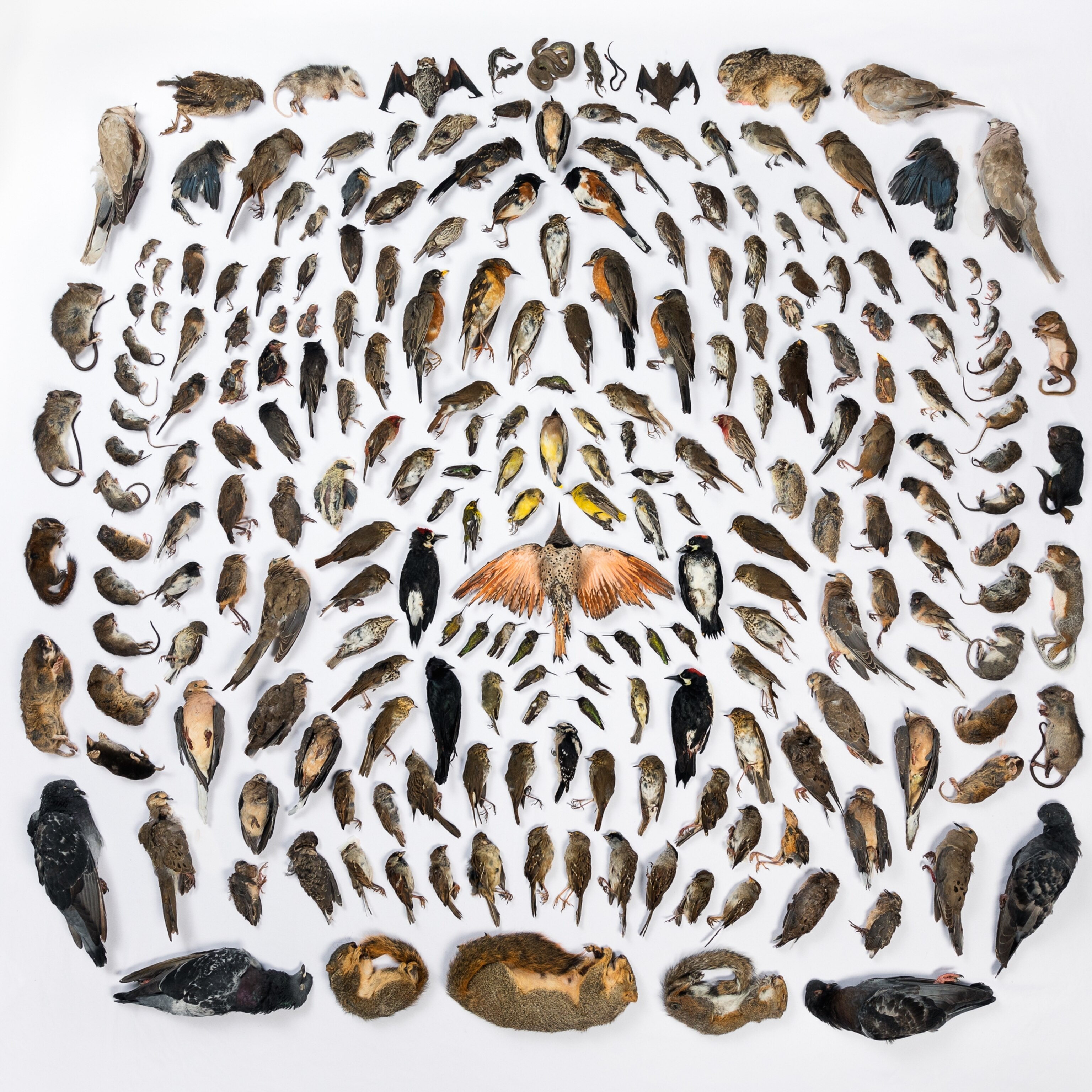 ‘Caught by Cats’ photo sheds light on cats' killing of birds