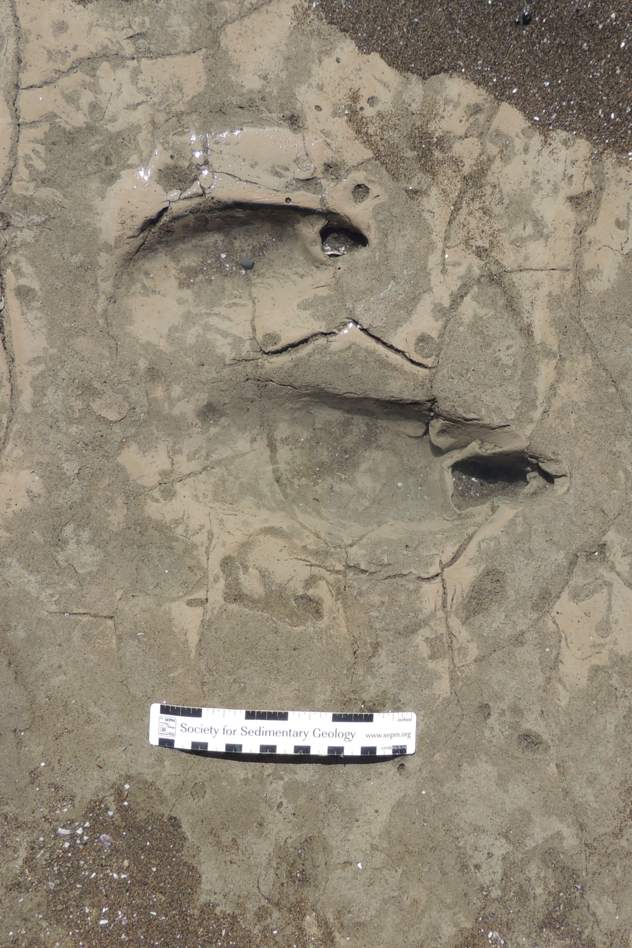 What made 'terror birds' so terrifying? New fossil prints reveal killer ...