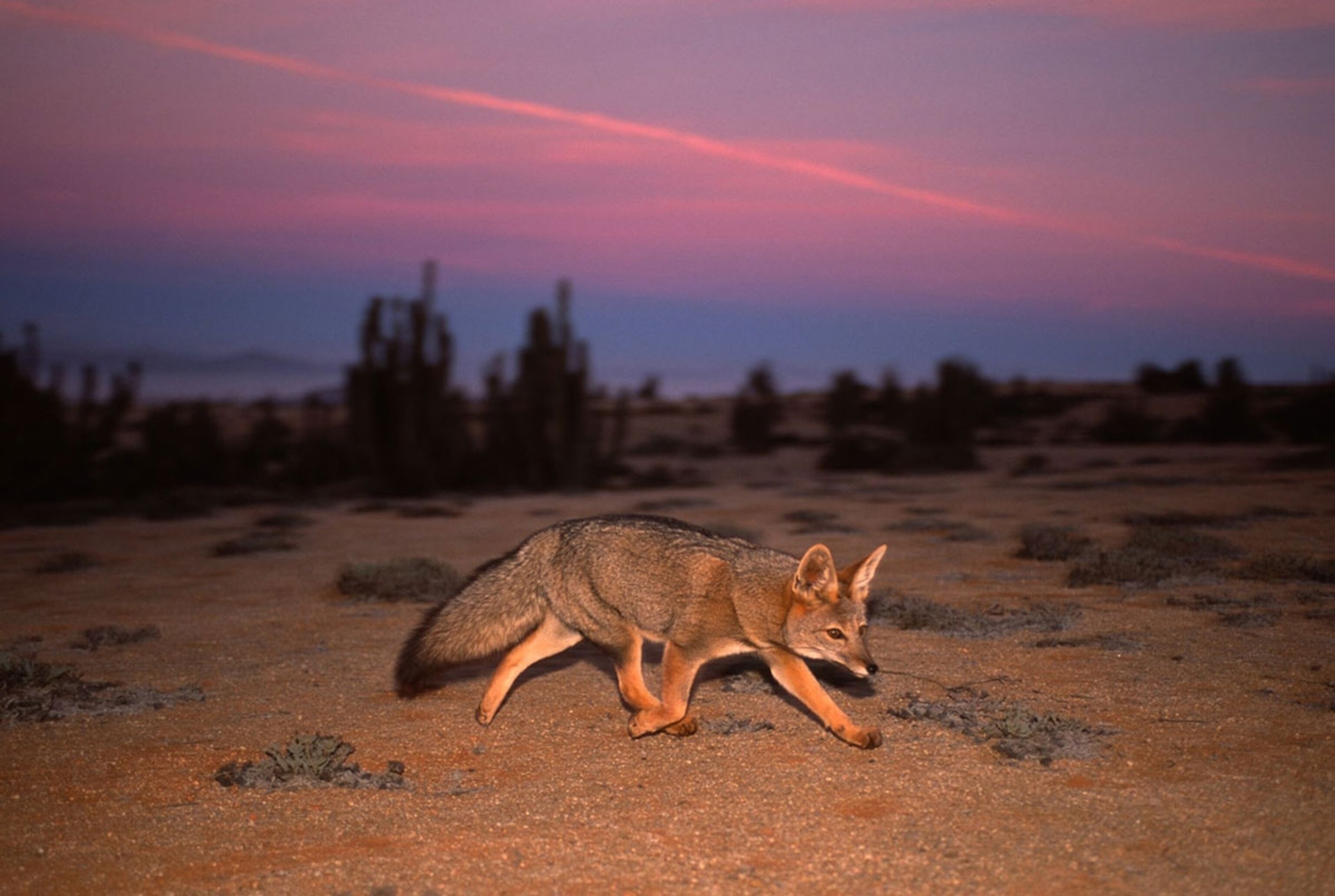 What makes this cardinal so fascinating? | National Geographic