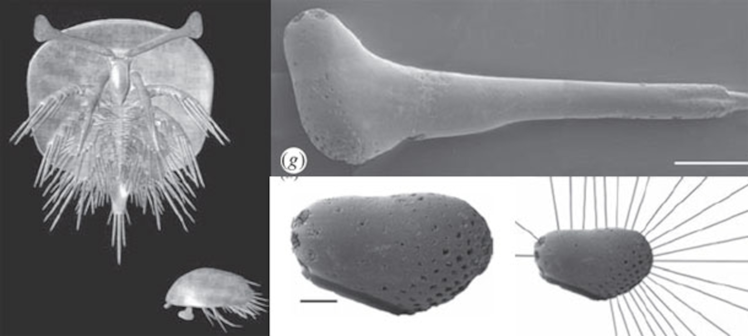 Fossil eyes show wraparound three-dimensional vision, half a billion ...