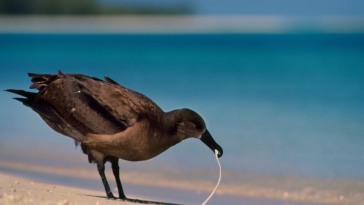 Animals Eat Ocean Plastic Because it Smells Like Food, Thanks to DMS ...