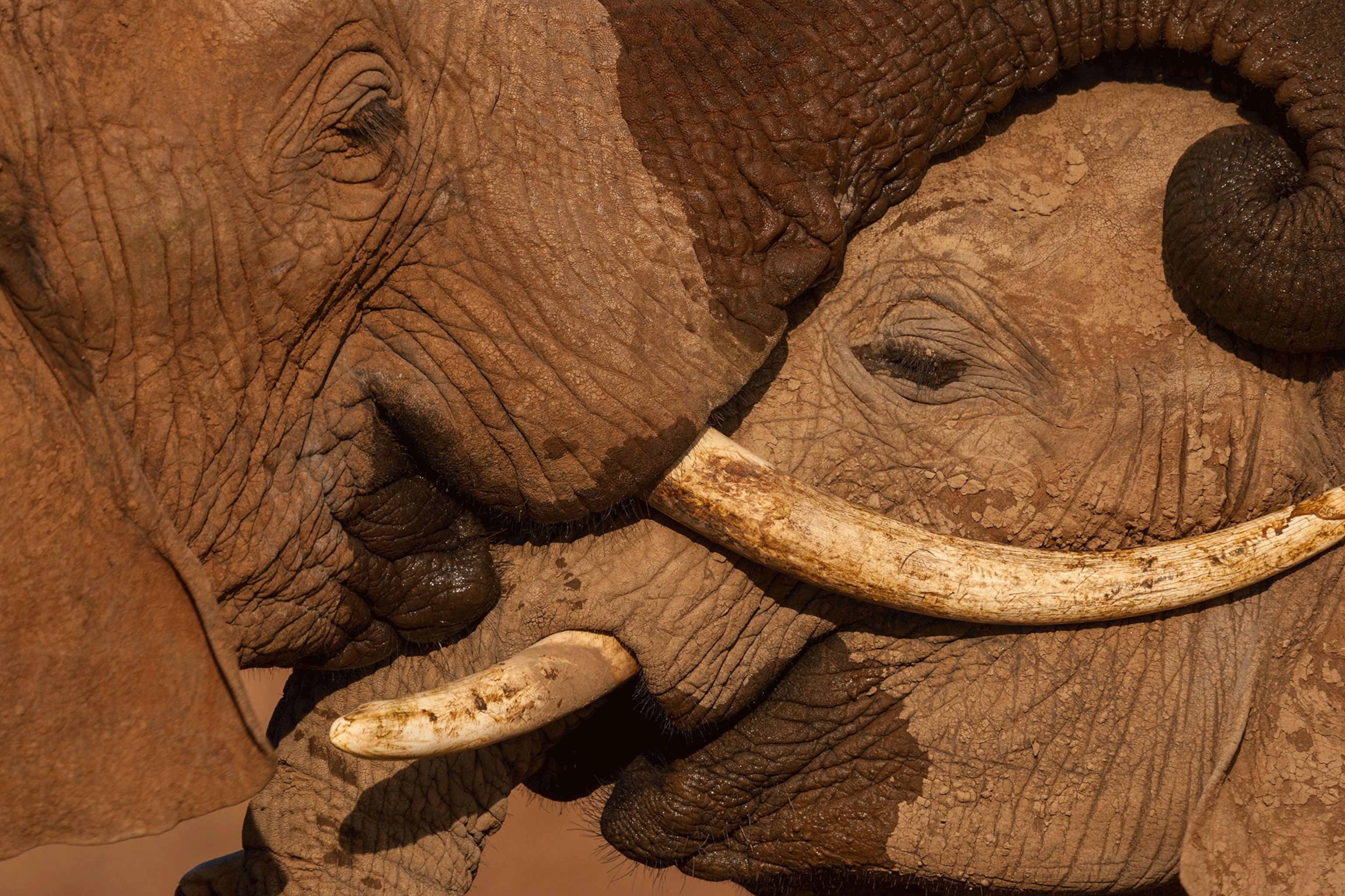 Where to see elephants ethically while traveling