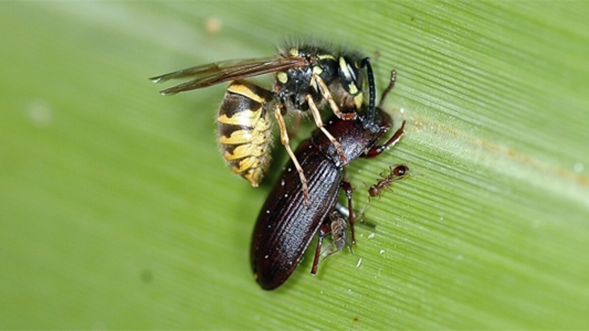 Pocket Science – wasps airlift ants away from food | National Geographic