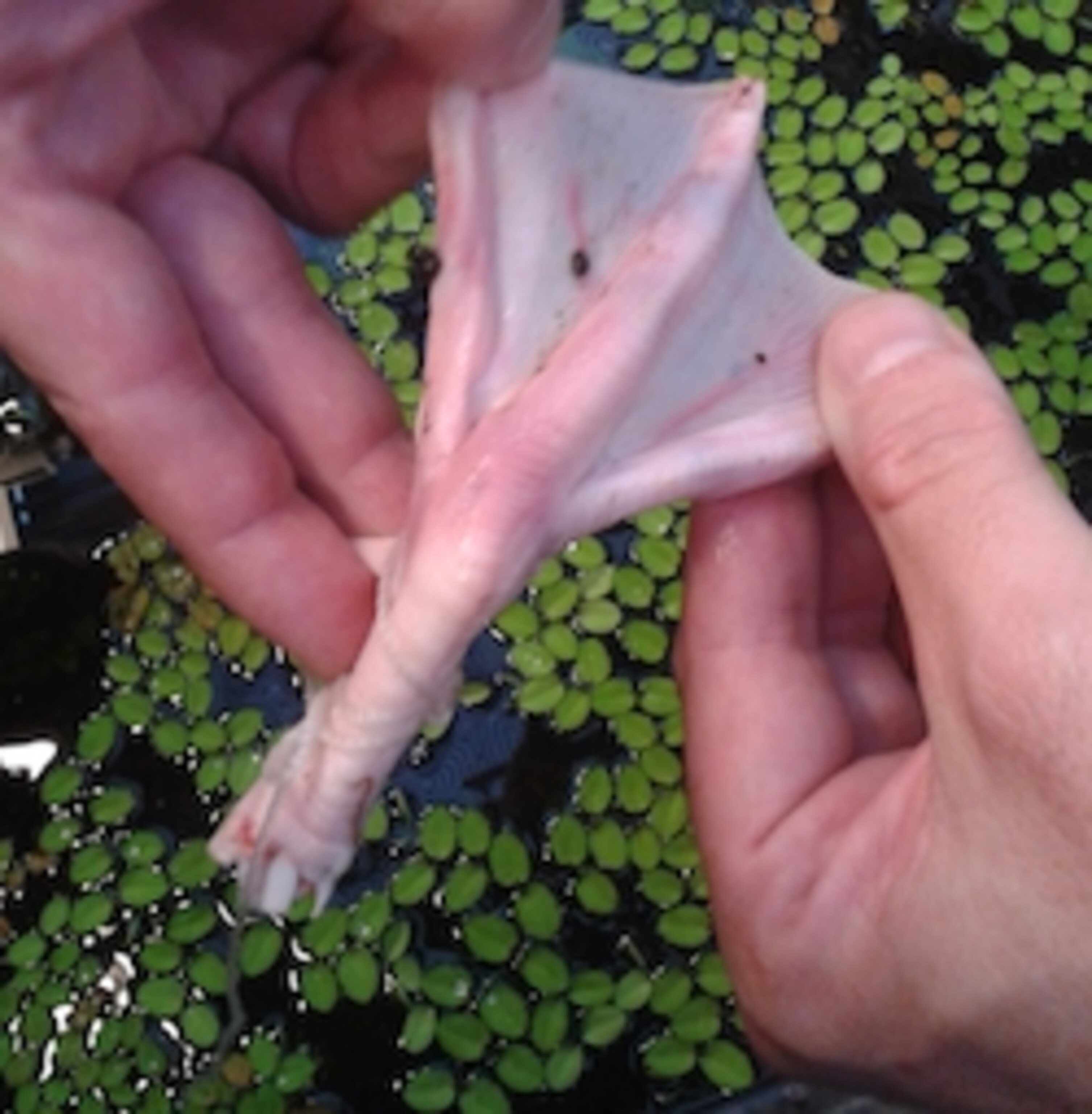 Creating Young Darwins | National Geographic