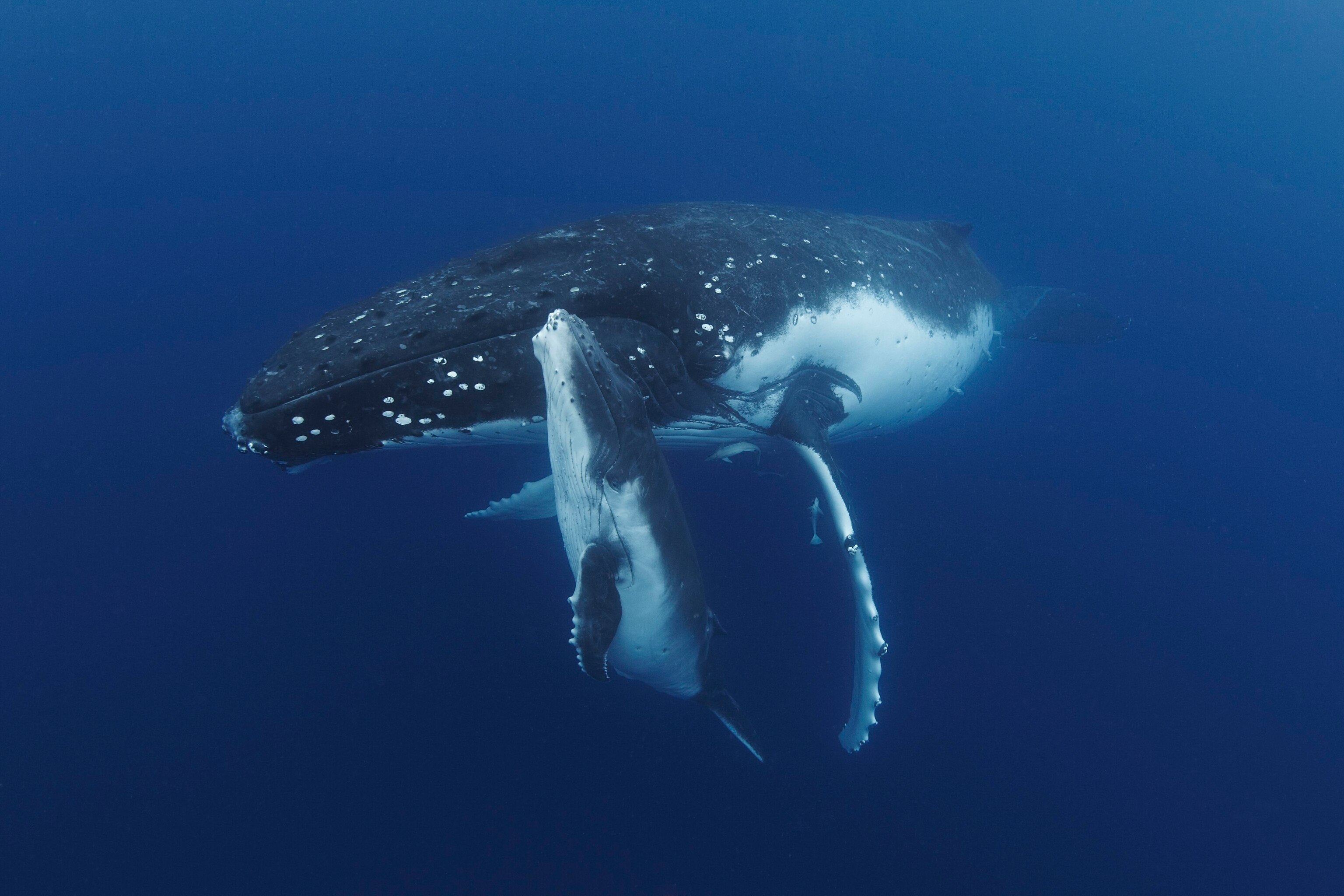 The Rare Beauty of Dozens of Migrating Humpback Whales