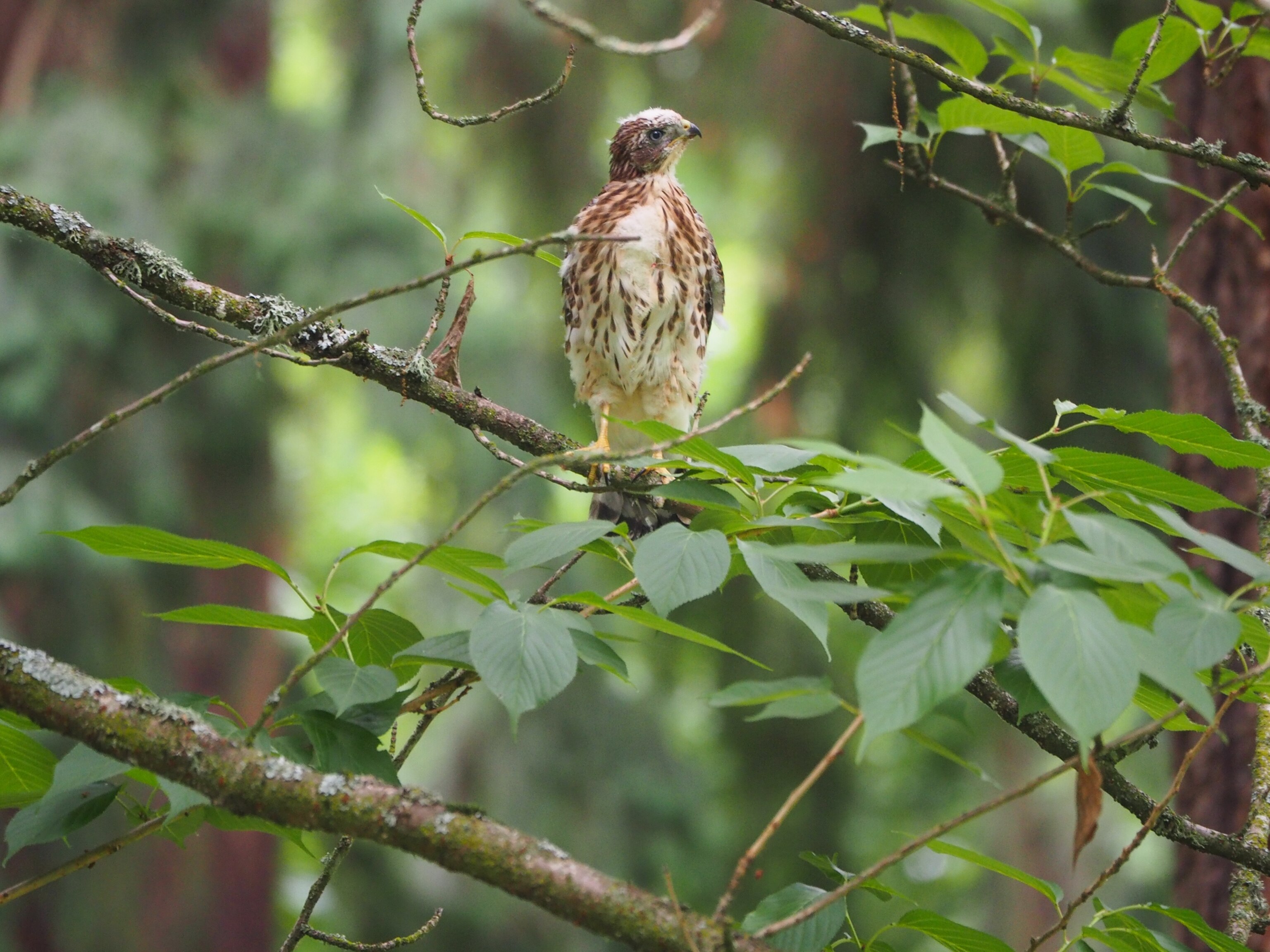 Extreme heat triggers mass die-offs and stress for wildlife in the West