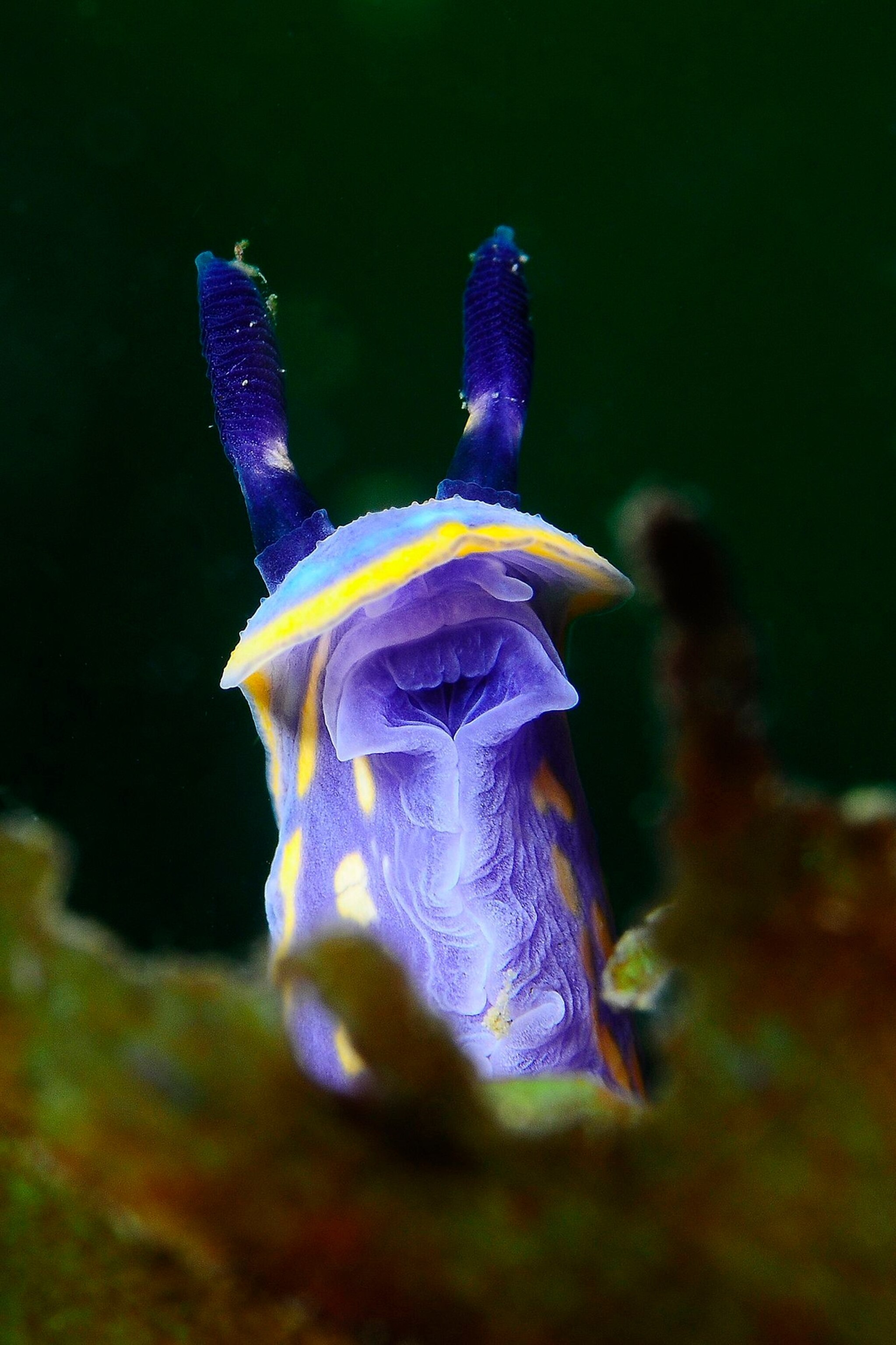 Meet the Adorable "Sea Bunny" Taking Over the Internet