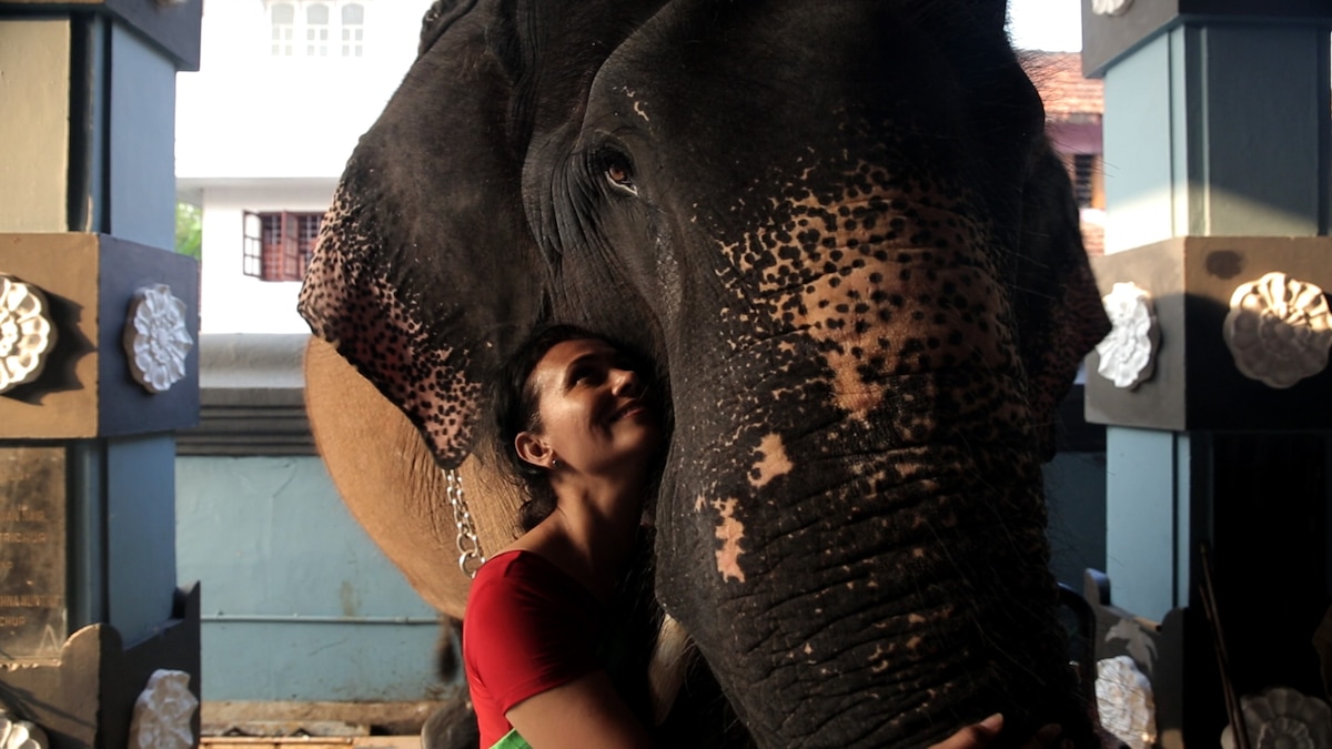 New Film Shows Brutalization of Temple Elephants in India | National ...