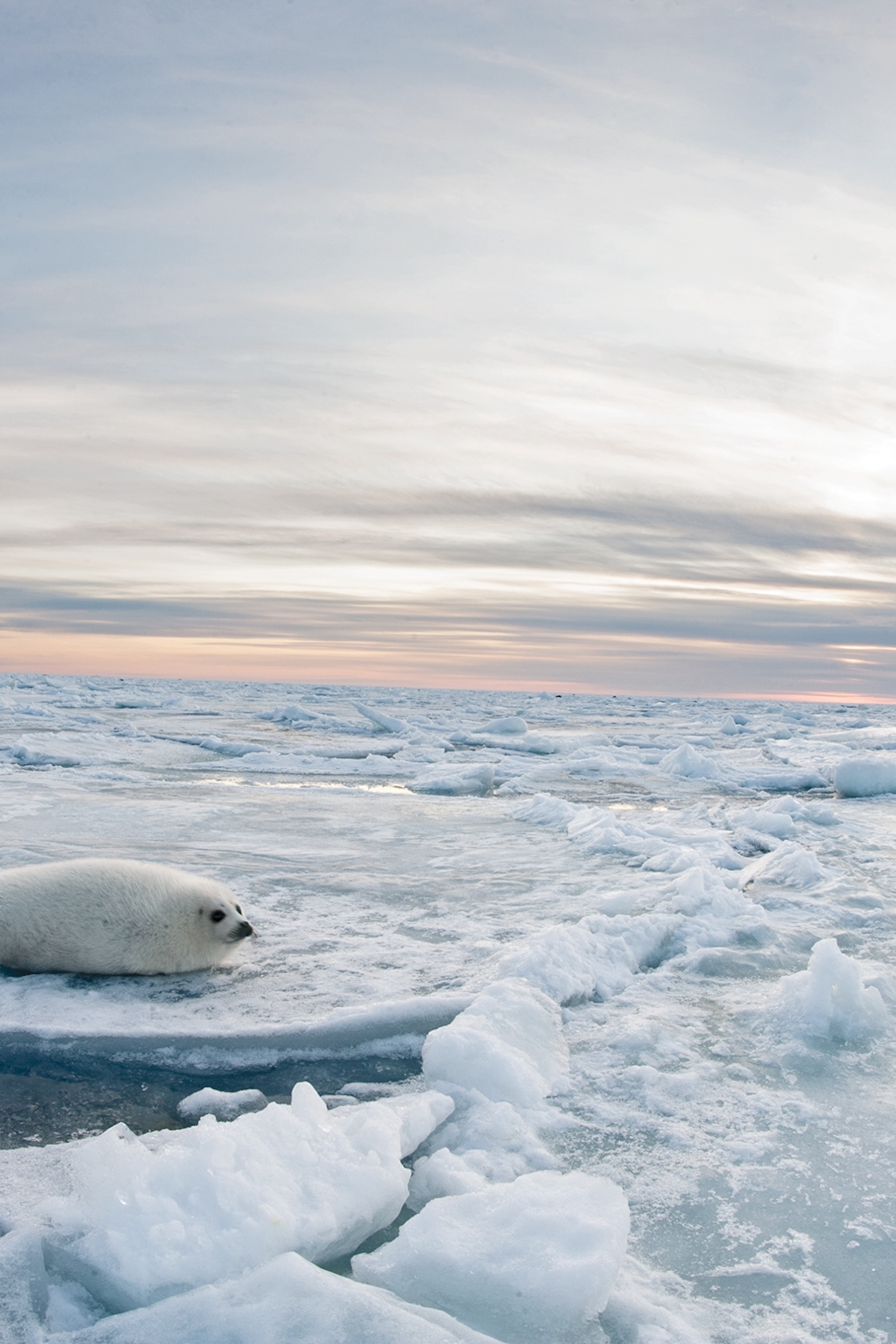 Harp Seal Iphone Wallpaper
