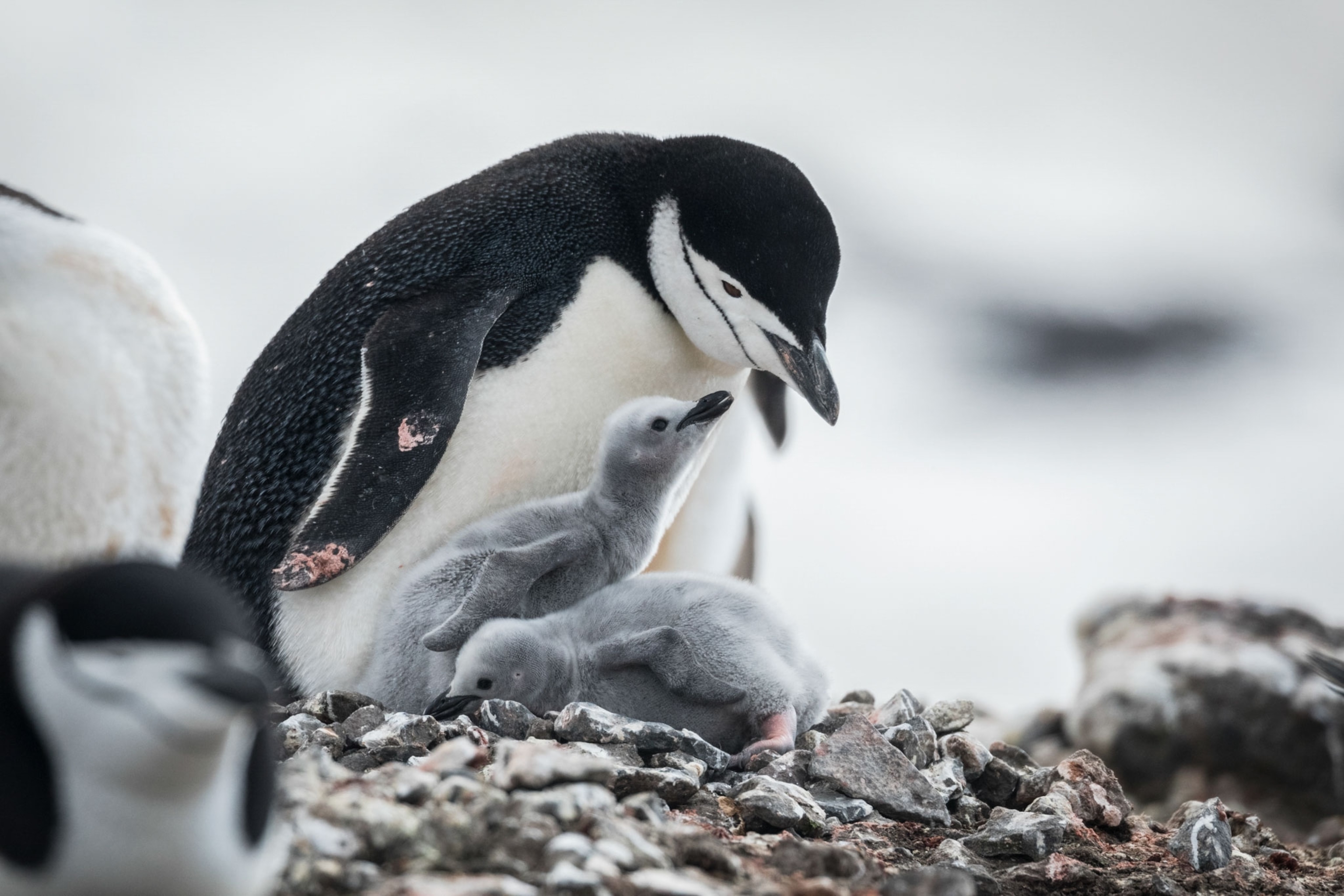 Deception Island Volcano in Antarctica Is Full of Wildlife